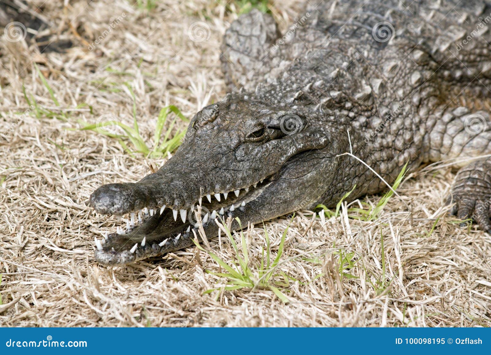 Fresh water crocodile stock image. Image of water, scales - 100098195