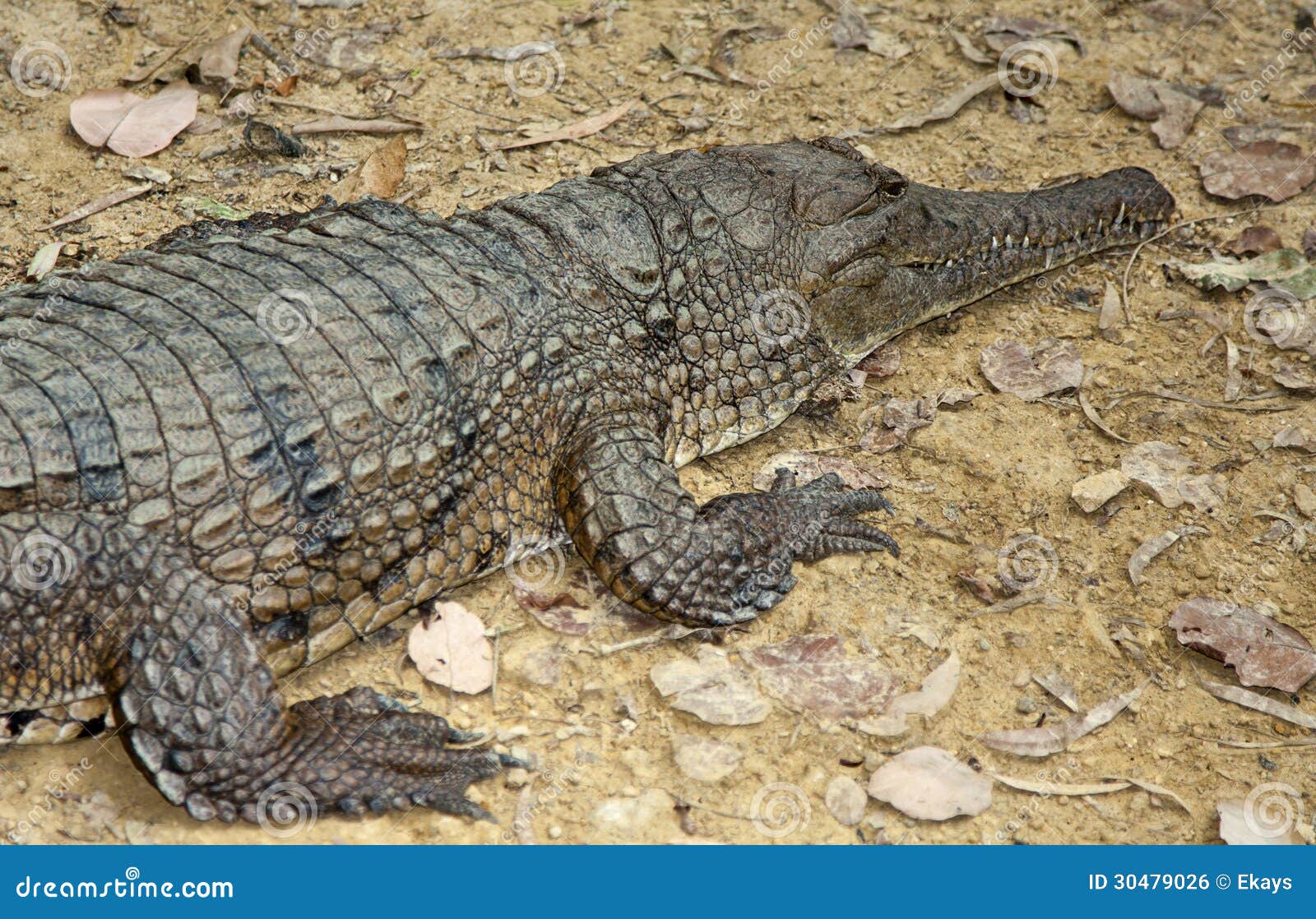 Fresh Water Crocodile Head and Feet View Stock Photo - Image of hunting ...