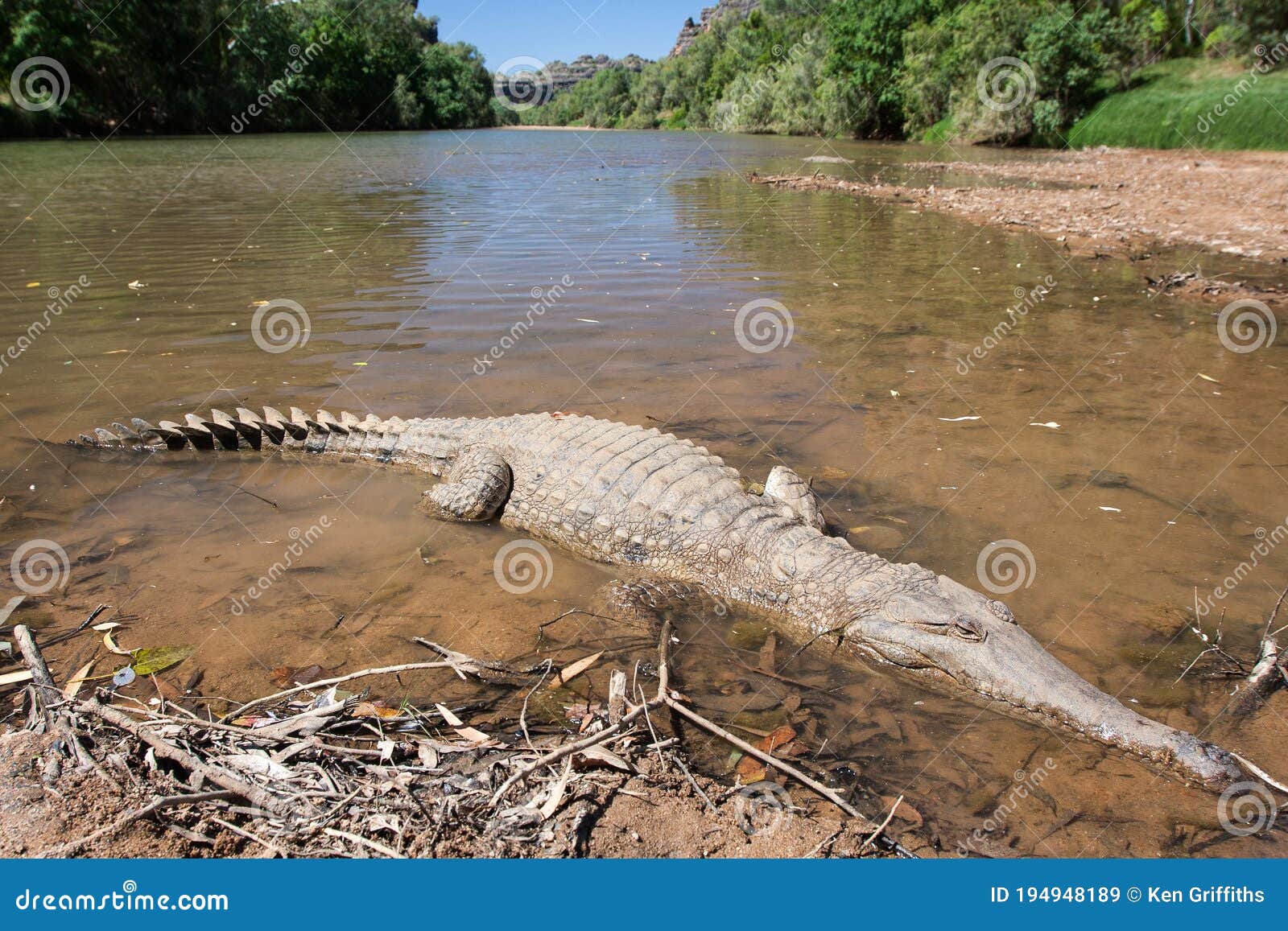 Fresh Water Crocodile stock image. Image of western - 194948189