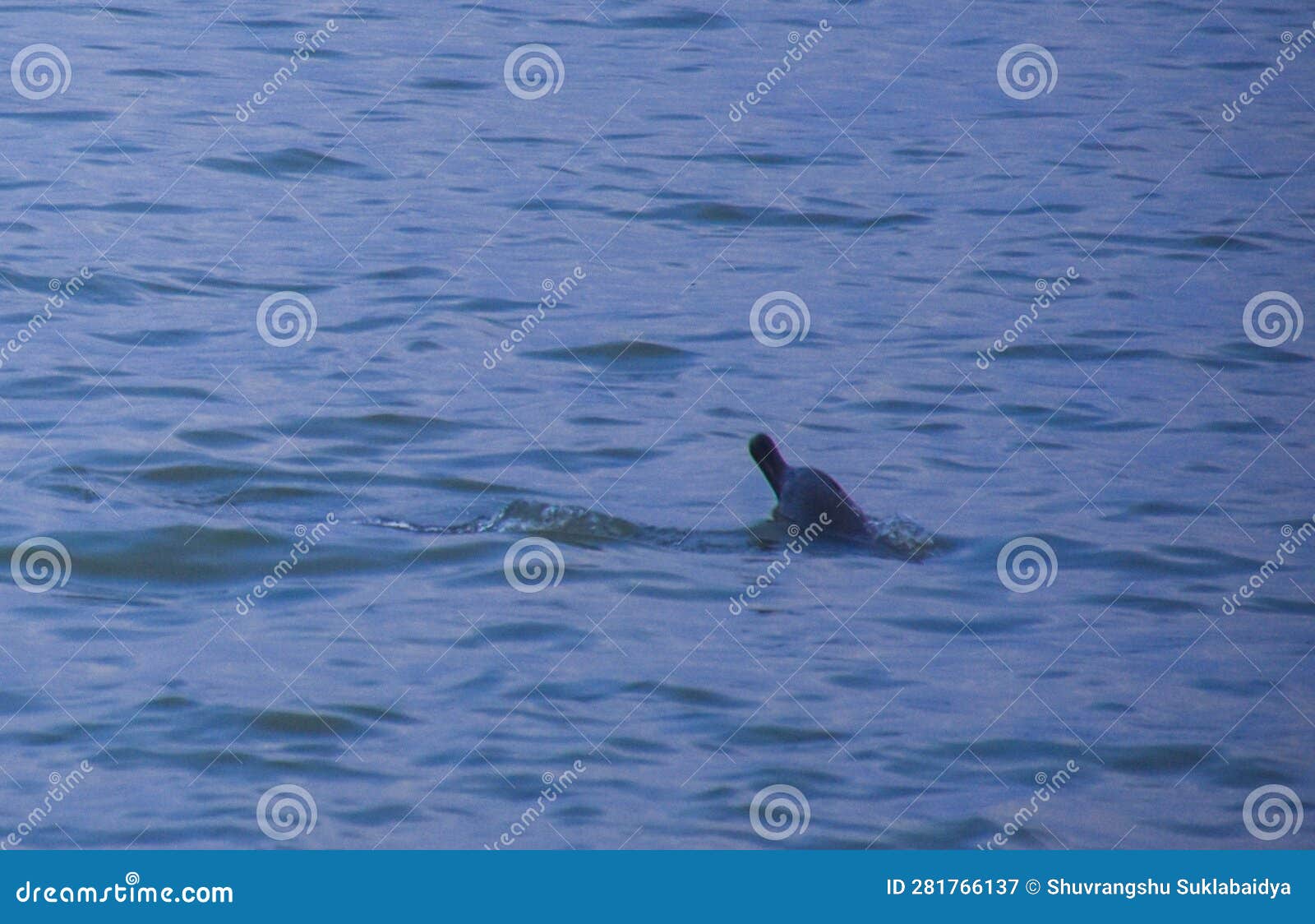 Fresh Water Dolphin at River Brahmaputra. Stock Image - Image of ...