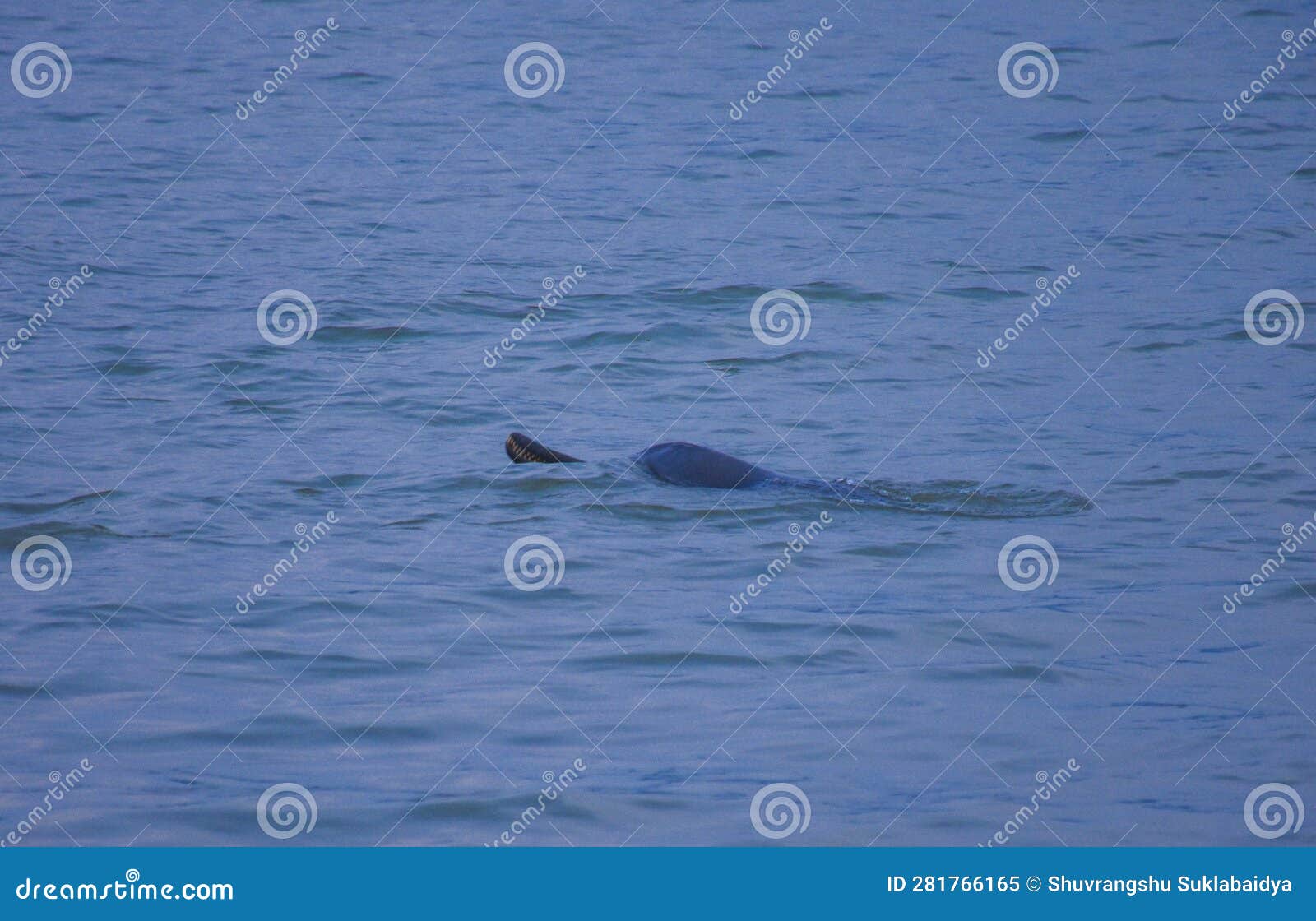 Fresh Water Dolphin at River Brahmaputra. Stock Image - Image of seal ...