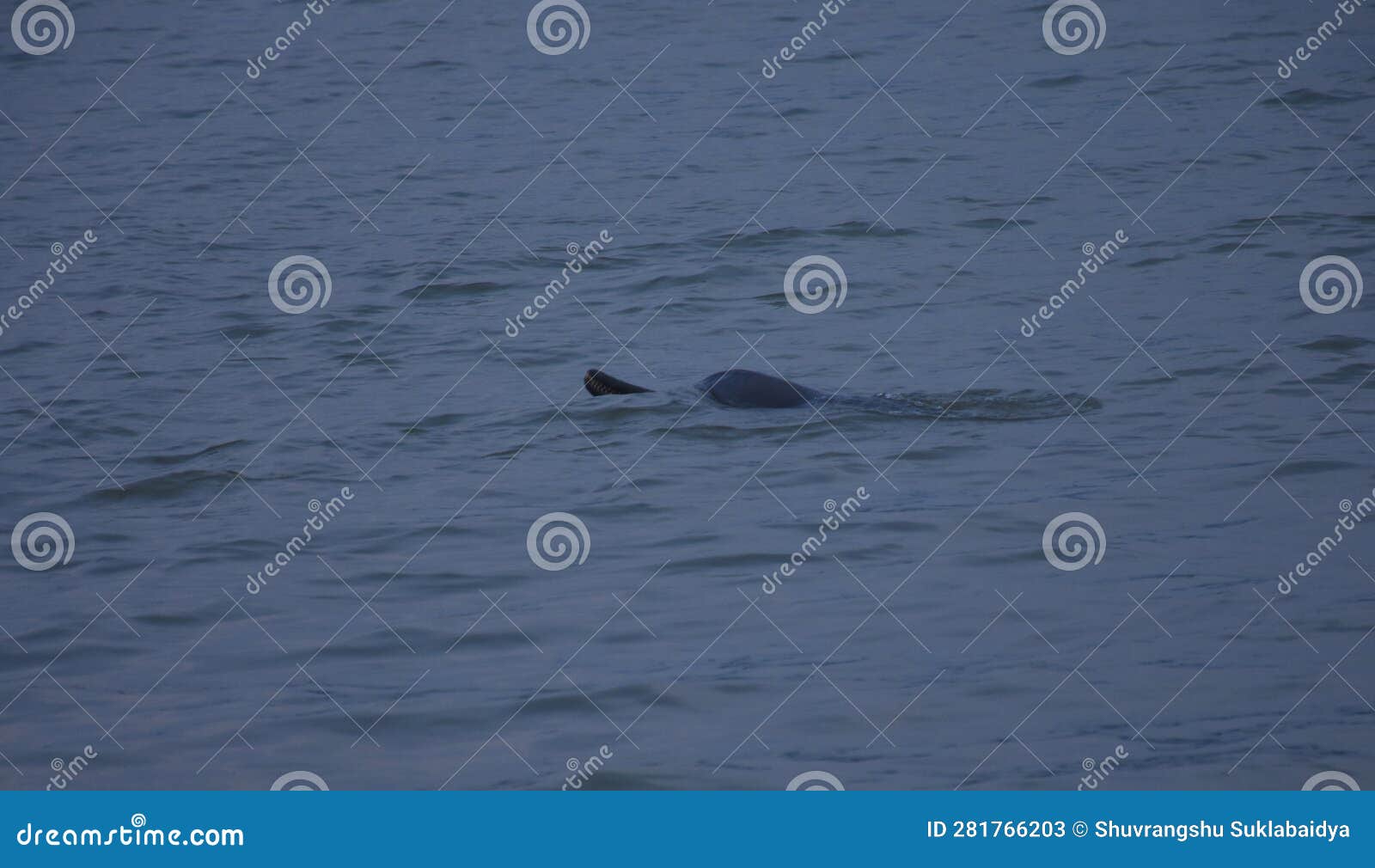 Fresh Water Dolphin at River Brahmaputra. Stock Image - Image of ocean ...