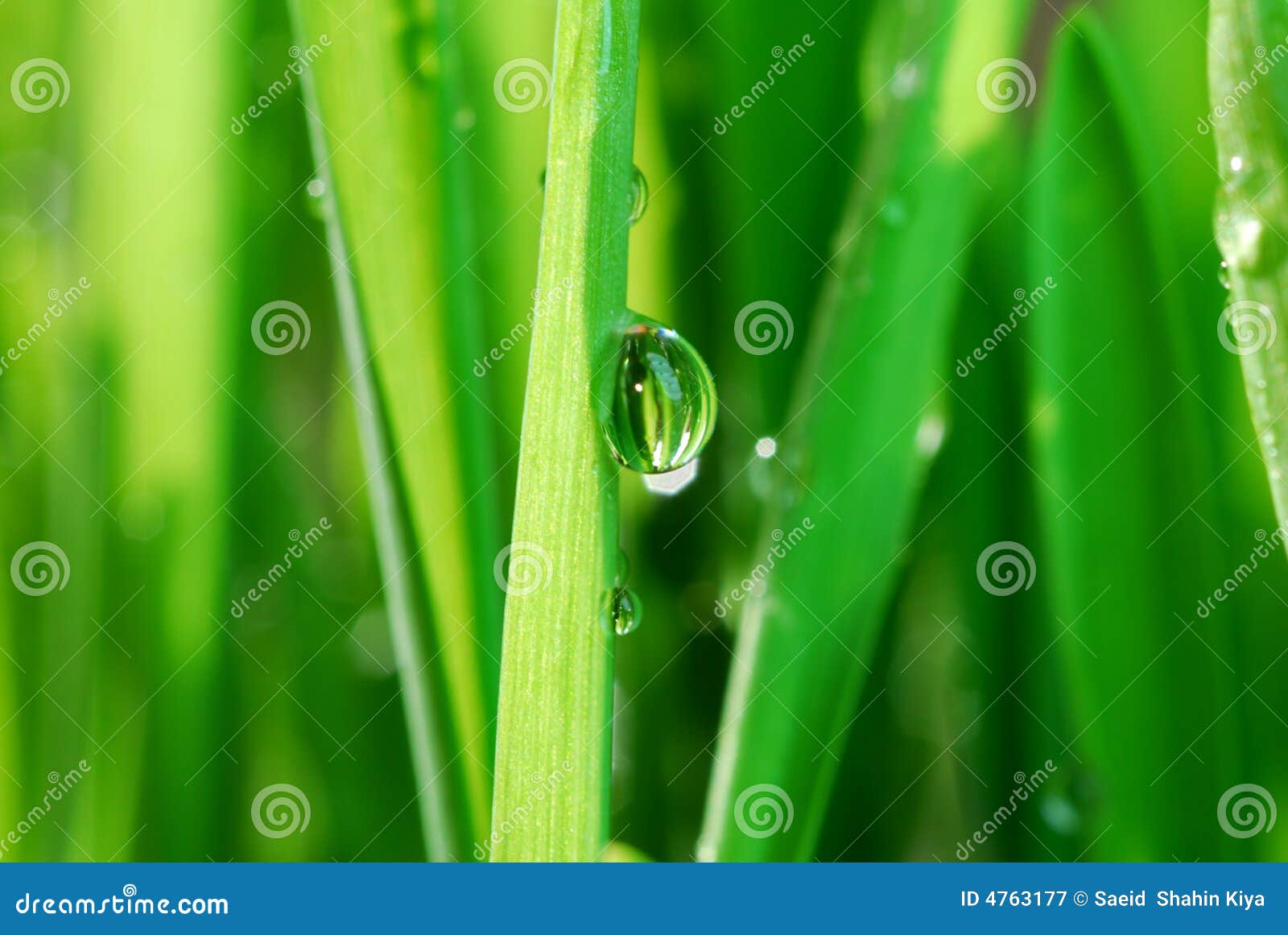 Fresh water drop stock image. Image of fresh, dewdrop - 4763177