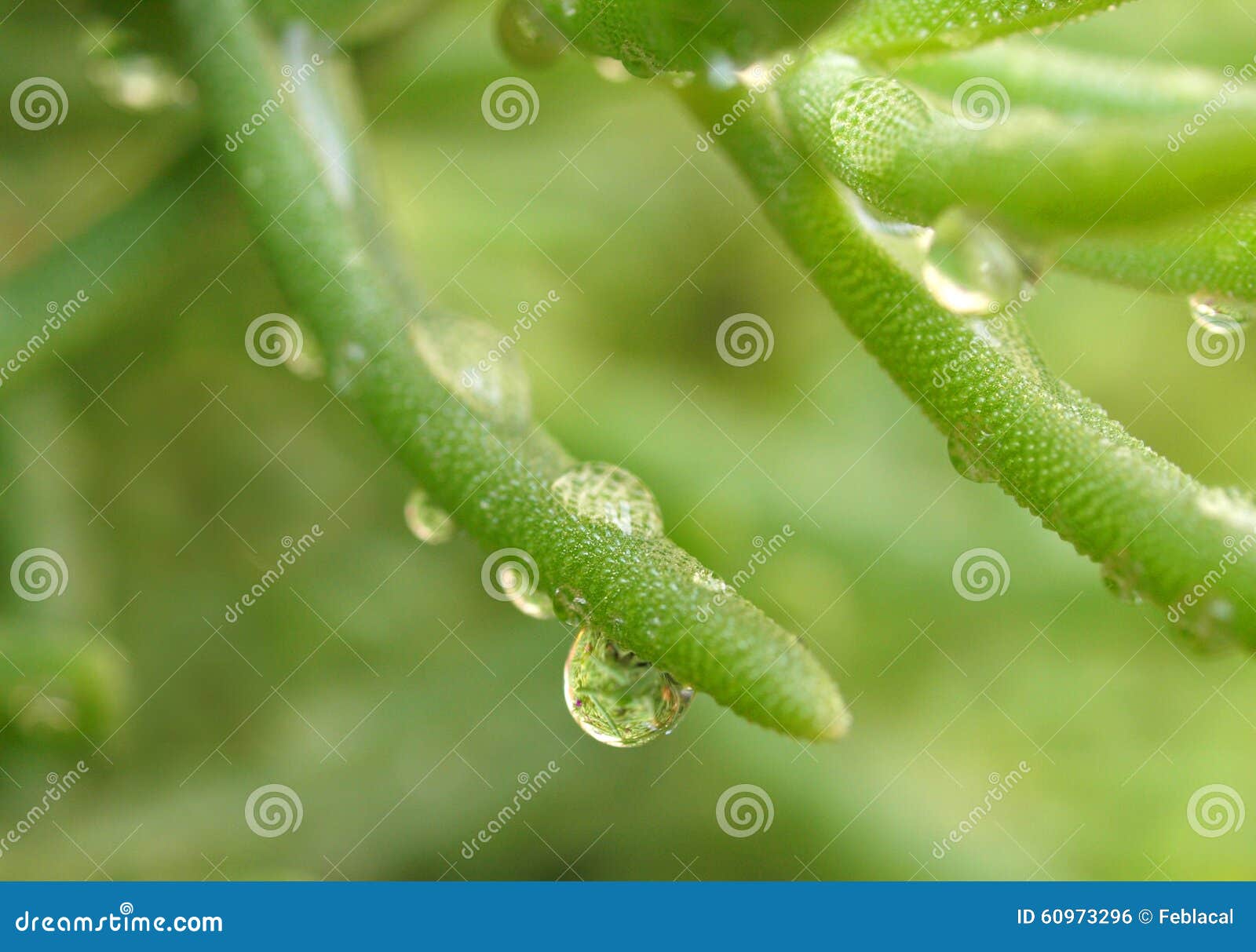 Fresh water drop stock photo. Image of color, freshness - 60973296