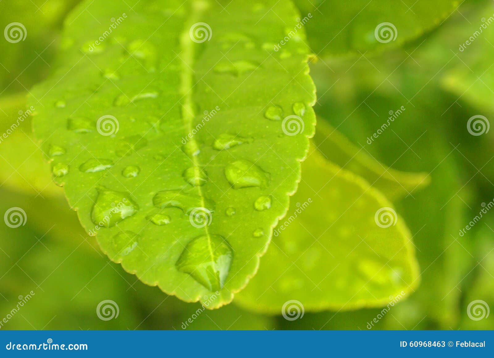 Fresh water drop stock image. Image of backgrounds, droplet - 60968463