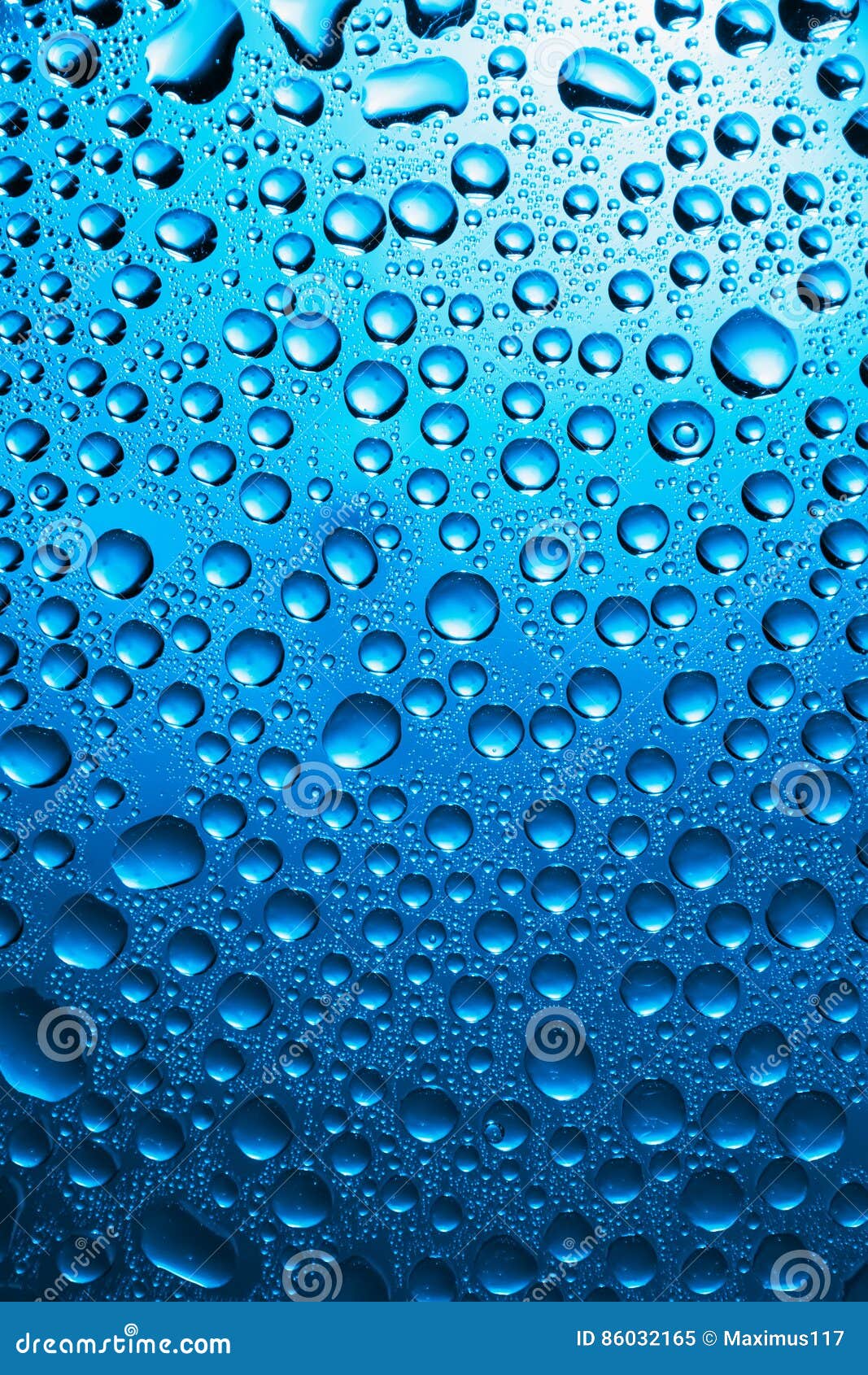 Water Droplets On Fungi Stock Image | CartoonDealer.com #163597693