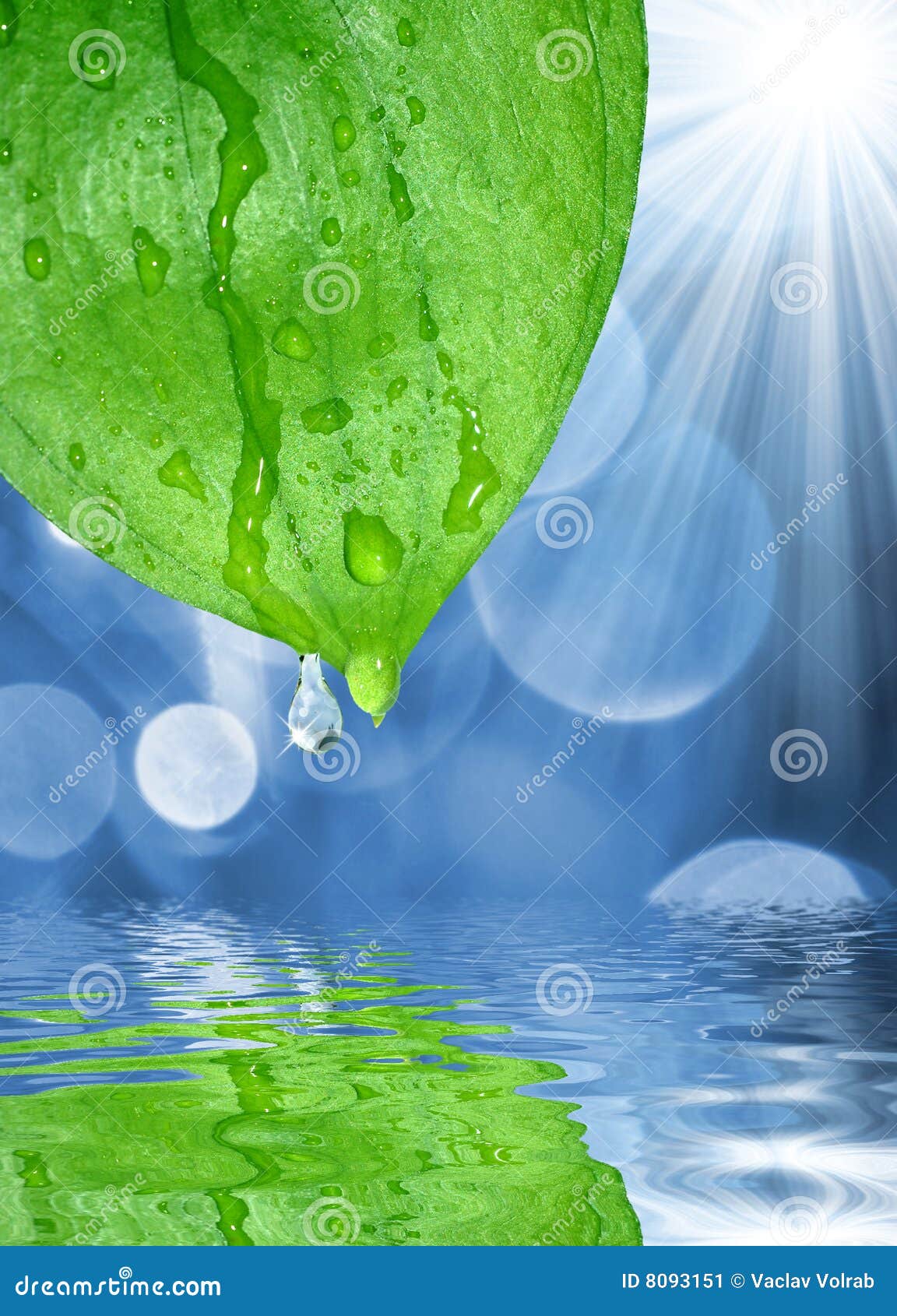 Fresh Water Drops on Green Leaves Stock Image - Image of healthcare ...