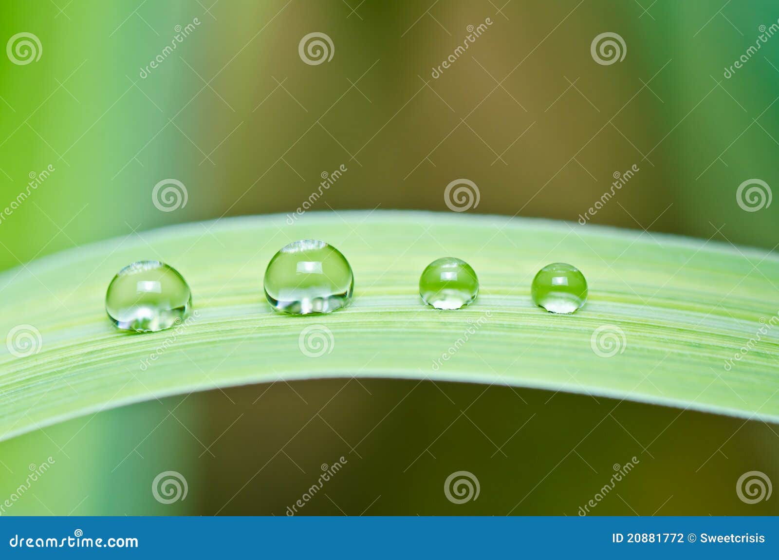 Fresh Water Drops in Green Nature Stock Photo - Image of texture, water ...