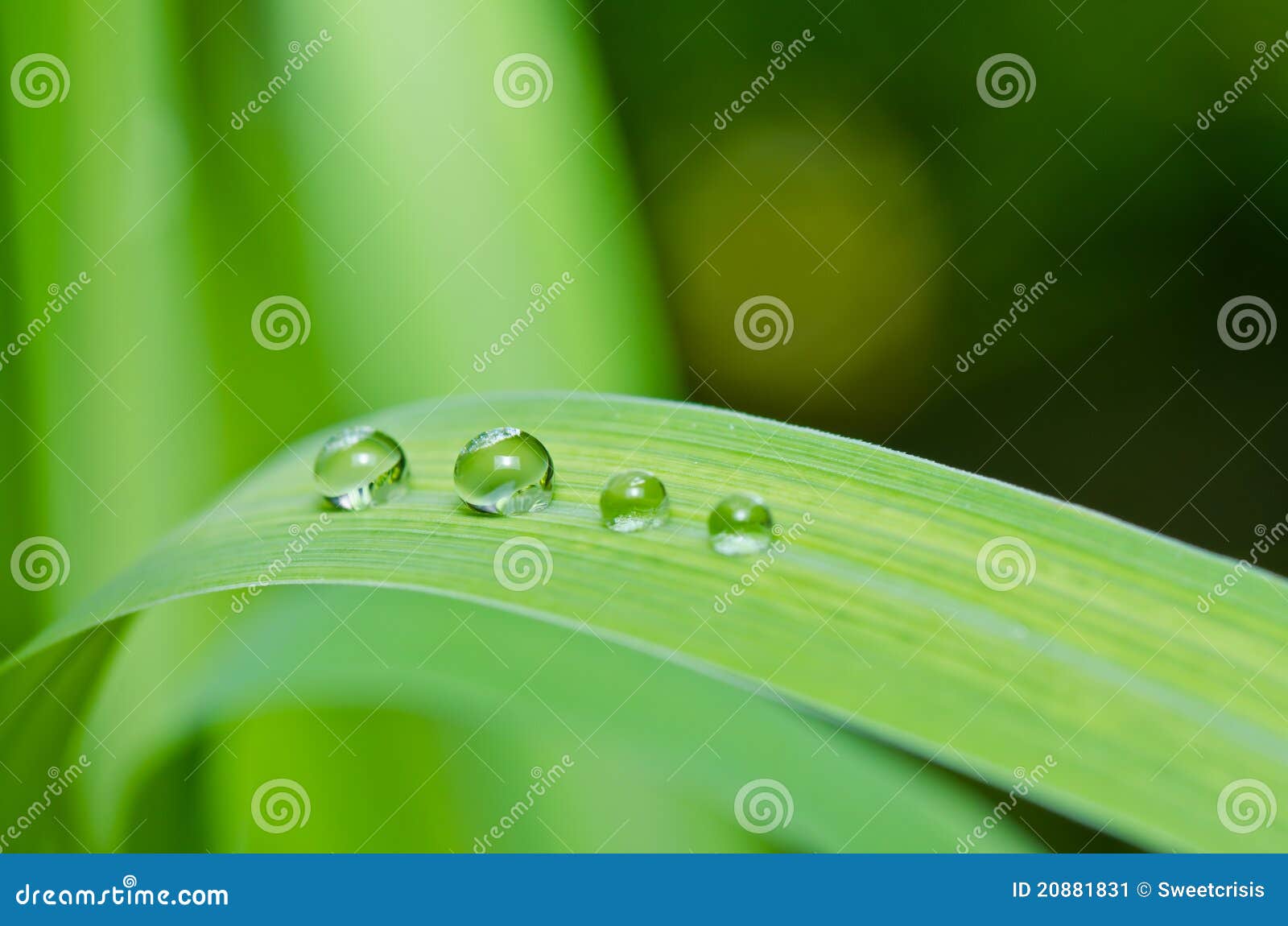 Fresh Water Drops in Green Nature Stock Image - Image of reflection ...
