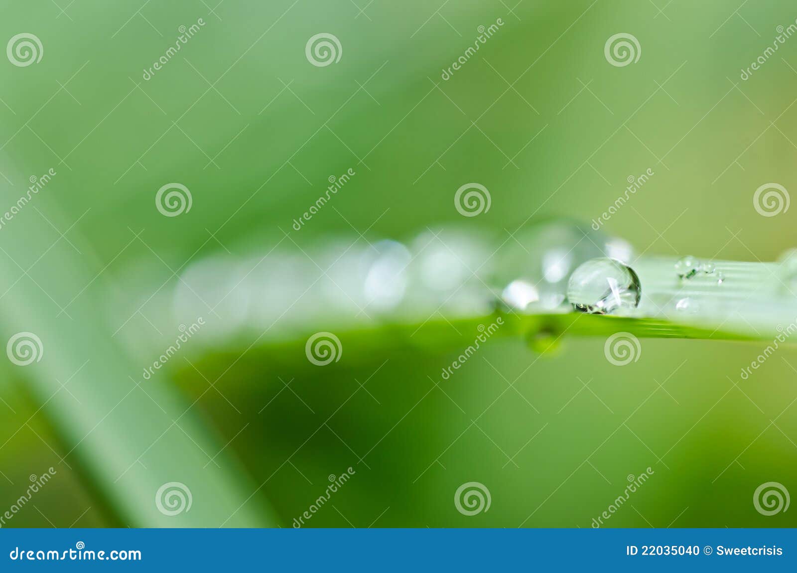 Fresh Water Drops in Green Nature Stock Photo - Image of environment ...