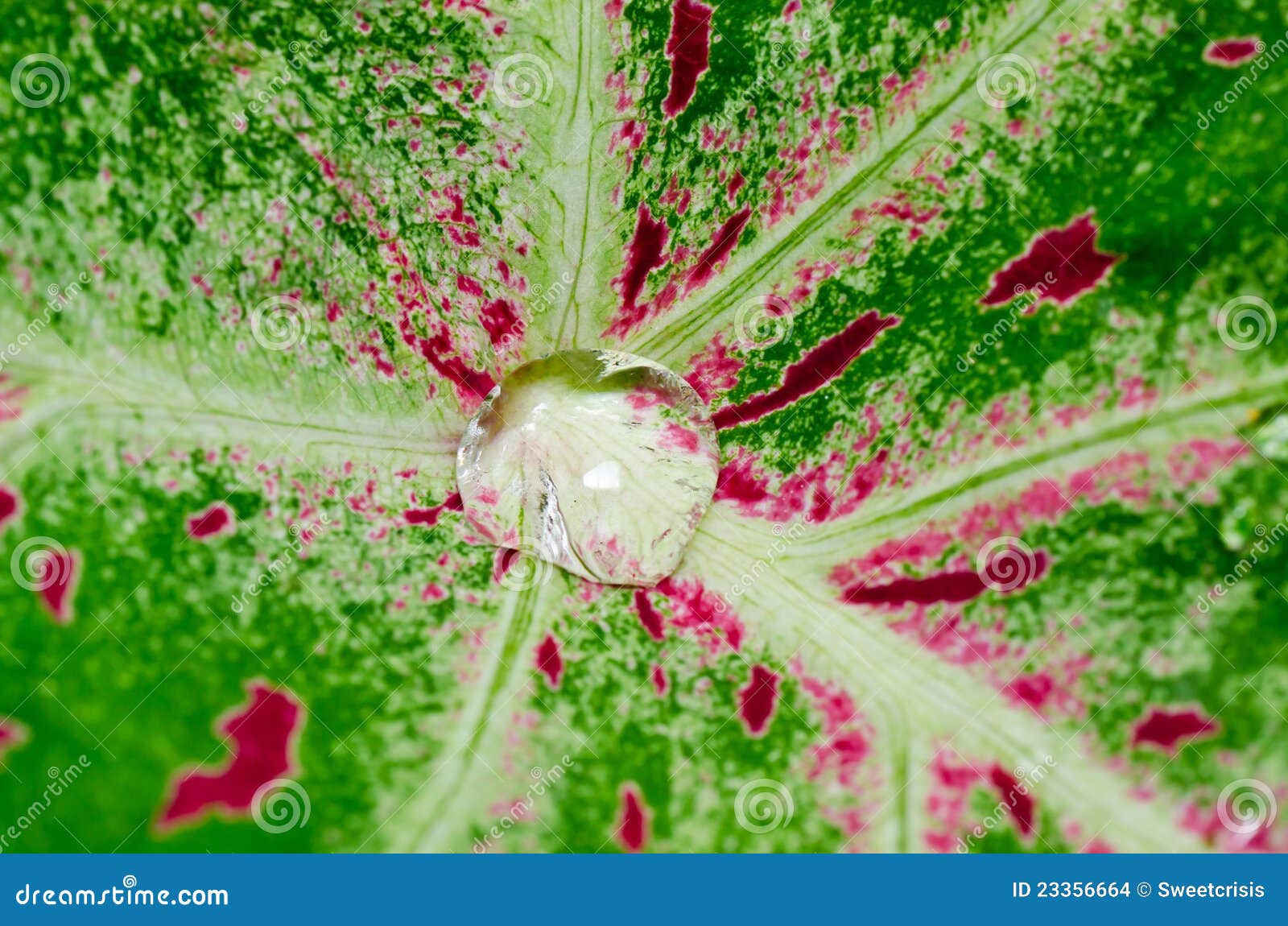 Fresh Water Drops in Green Nature Stock Photo - Image of environment ...