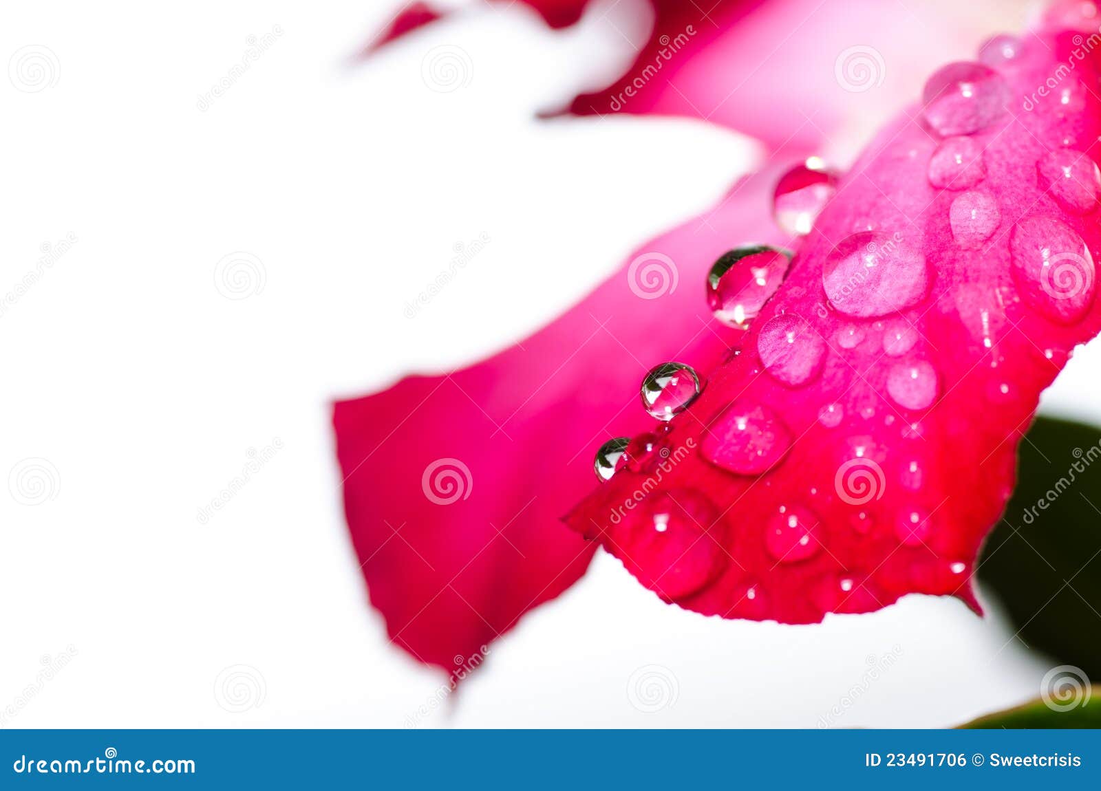 Fresh Water Drops in Green Nature Stock Photo - Image of life, green ...