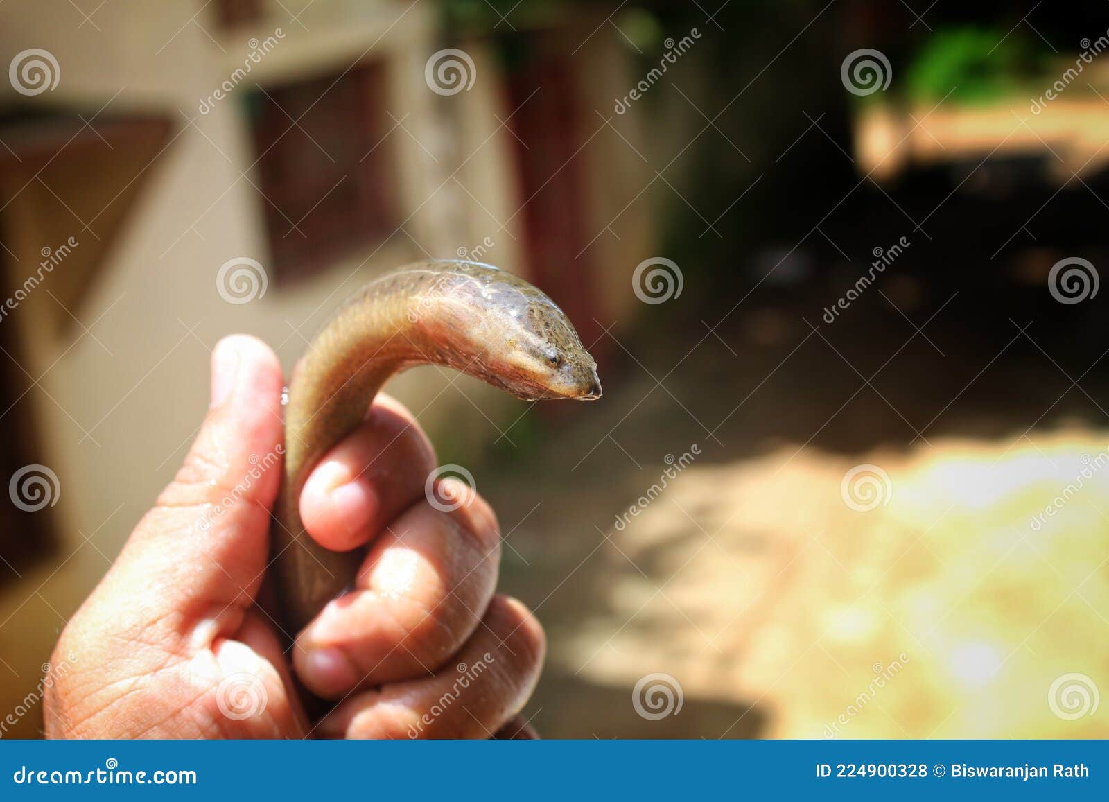 Fresh Water Eel Fish Anguilla Anguilla in Hand View from Different ...