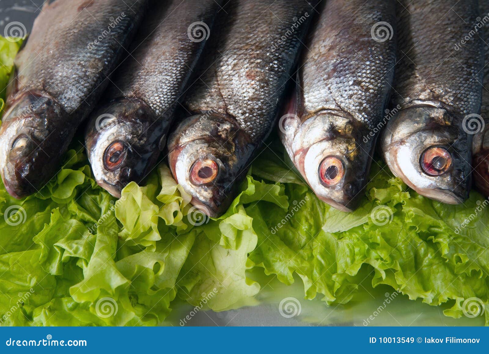 Fresh-water fish stock image. Image of fish, nutrition - 10013549