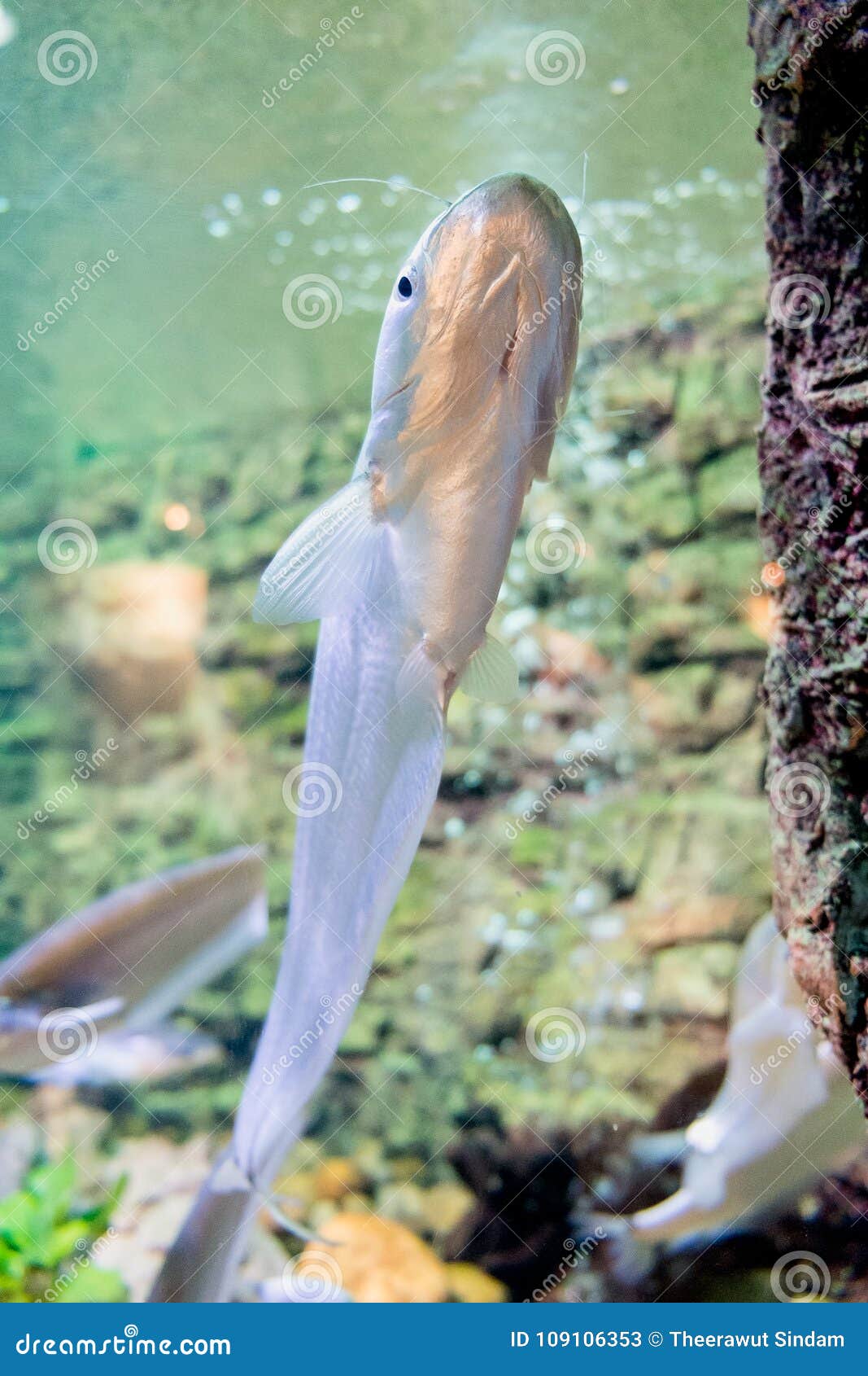 Fresh Water Fish in Aquarium, Fish Tank Water Stock Image - Image of ...
