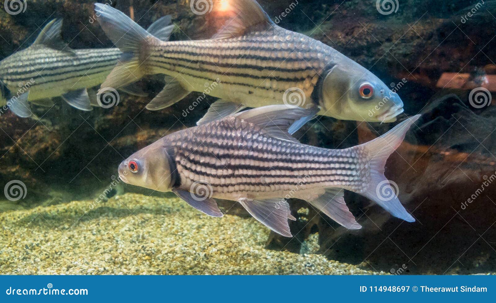 Fresh Water Fish in Aquarium Stock Image - Image of tropical, fresh ...