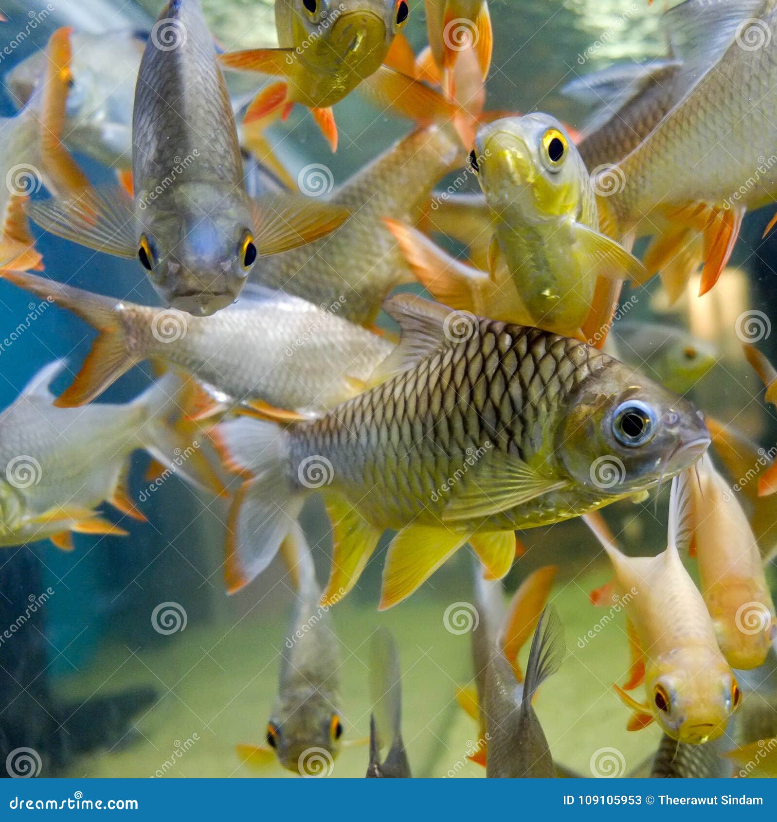 Fresh Water Fish in Aquarium, Fish Tank Stock Image - Image of nature ...