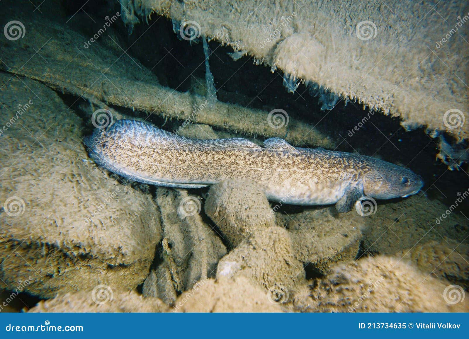 Fresh Water Fish Burbot. Active at Night Stock Image - Image of ...