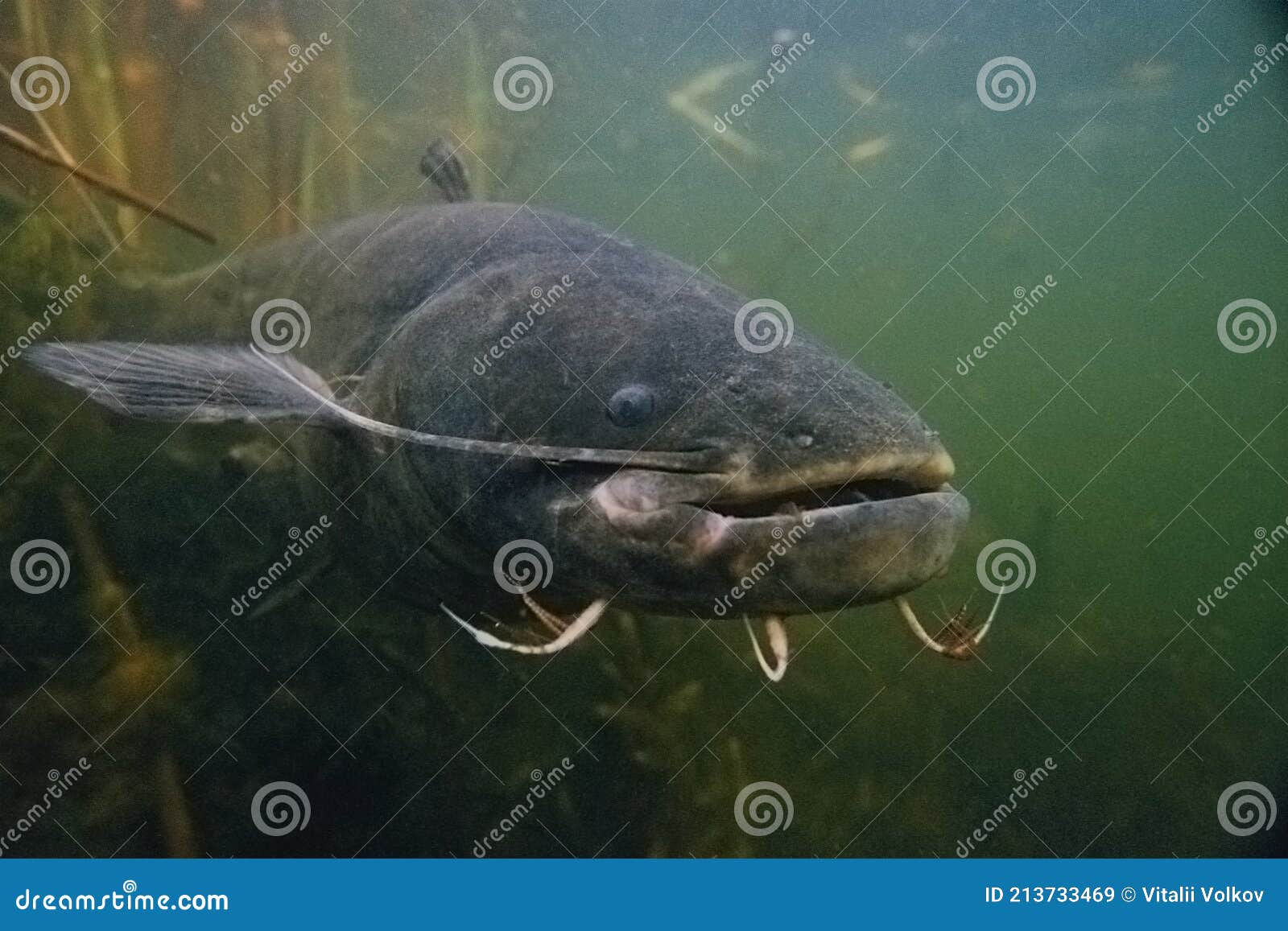 Fresh water fish catfish. stock image. Image of freshwater - 213733469