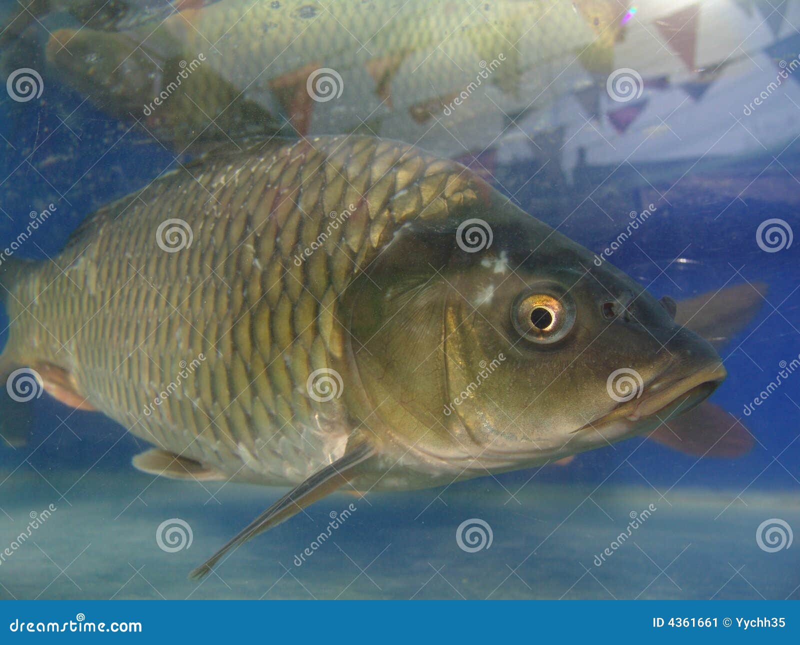 Fresh Water Fish(cyprinoid) Stock Image - Image of carp, artefact: 4361661