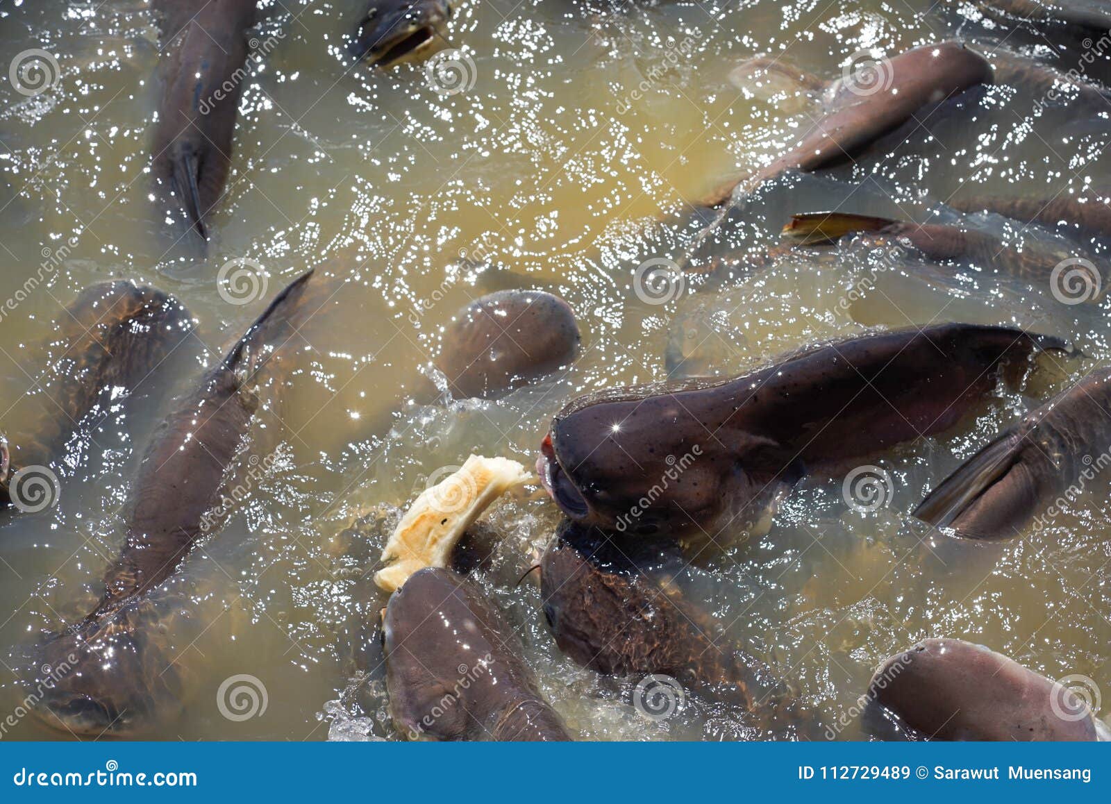 Fresh water Fish herd stock image. Image of colors, leafs - 112729489