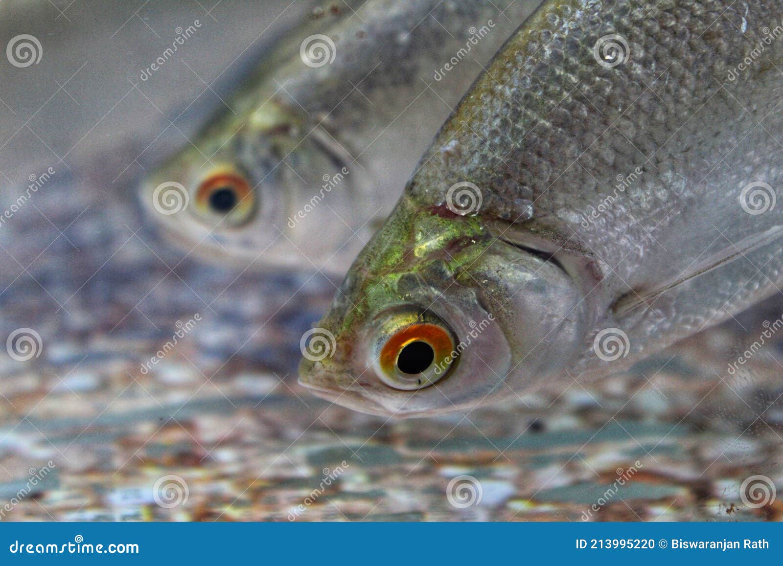 Fresh Water Hilsha Fish Ilisi Fish in Water Stock Photo - Image of ...