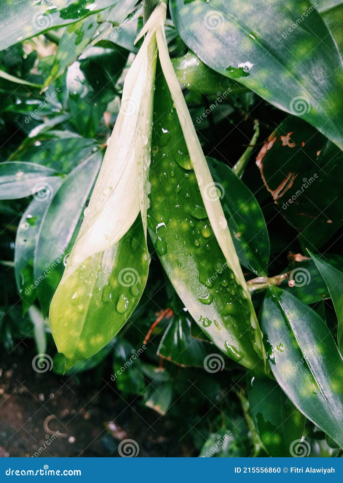 The fresh water on leaf stock photo. Image of give, enjoy - 215556860