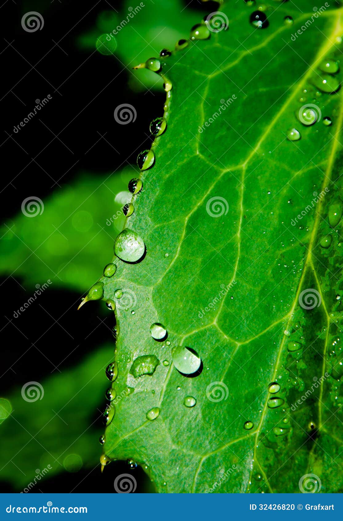 Fresh water on leaf stock photo. Image of environment - 32426820