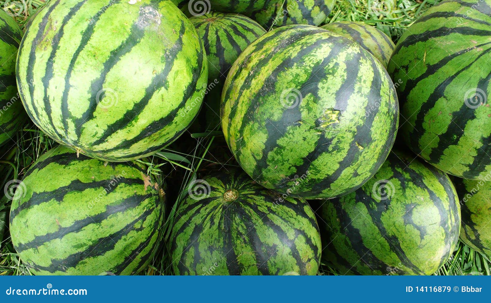 Fresh water melon stock image. Image of water, sweet - 14116879