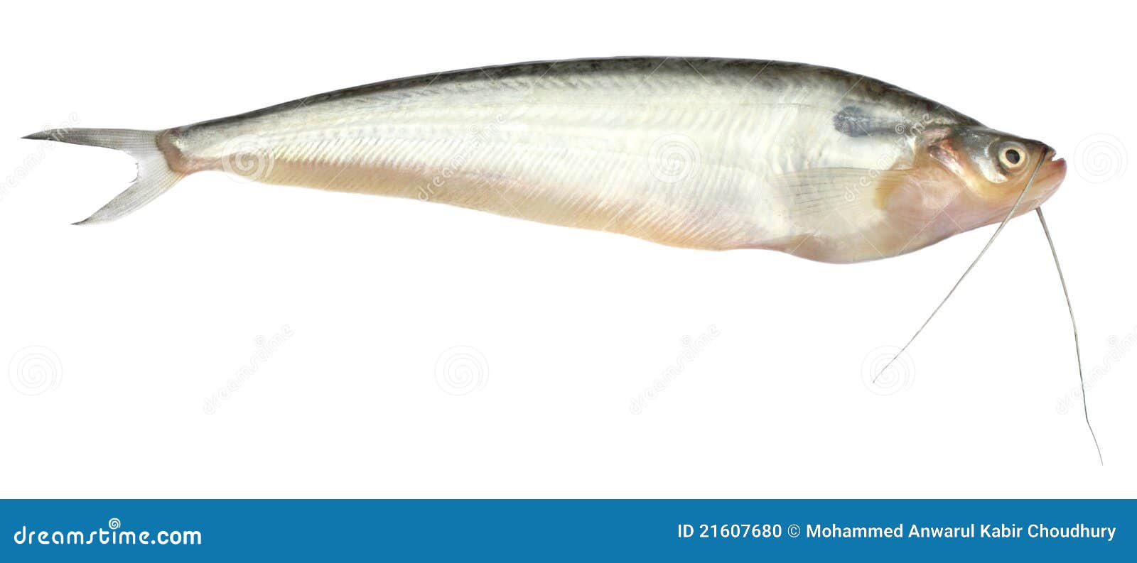 Fresh Water Pabda Fish of Southeast Asia Stock Photo - Image of festive ...