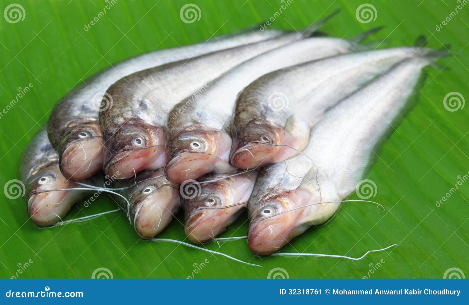 Fresh water Pabda fish stock image. Image of oily, india - 32318761