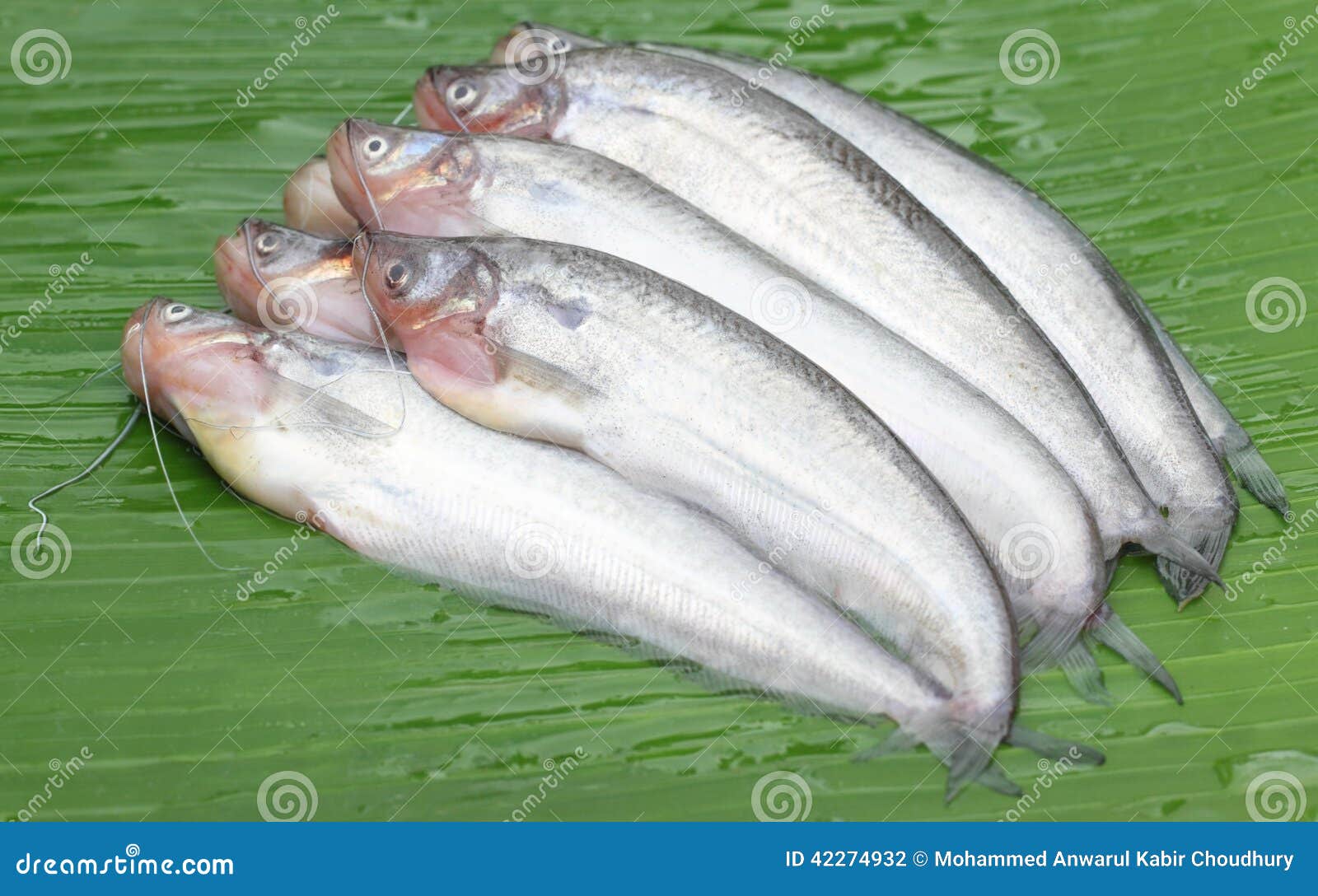 Fresh Water Pabda Fish of Southeast Asia Stock Photo - Image of oily ...