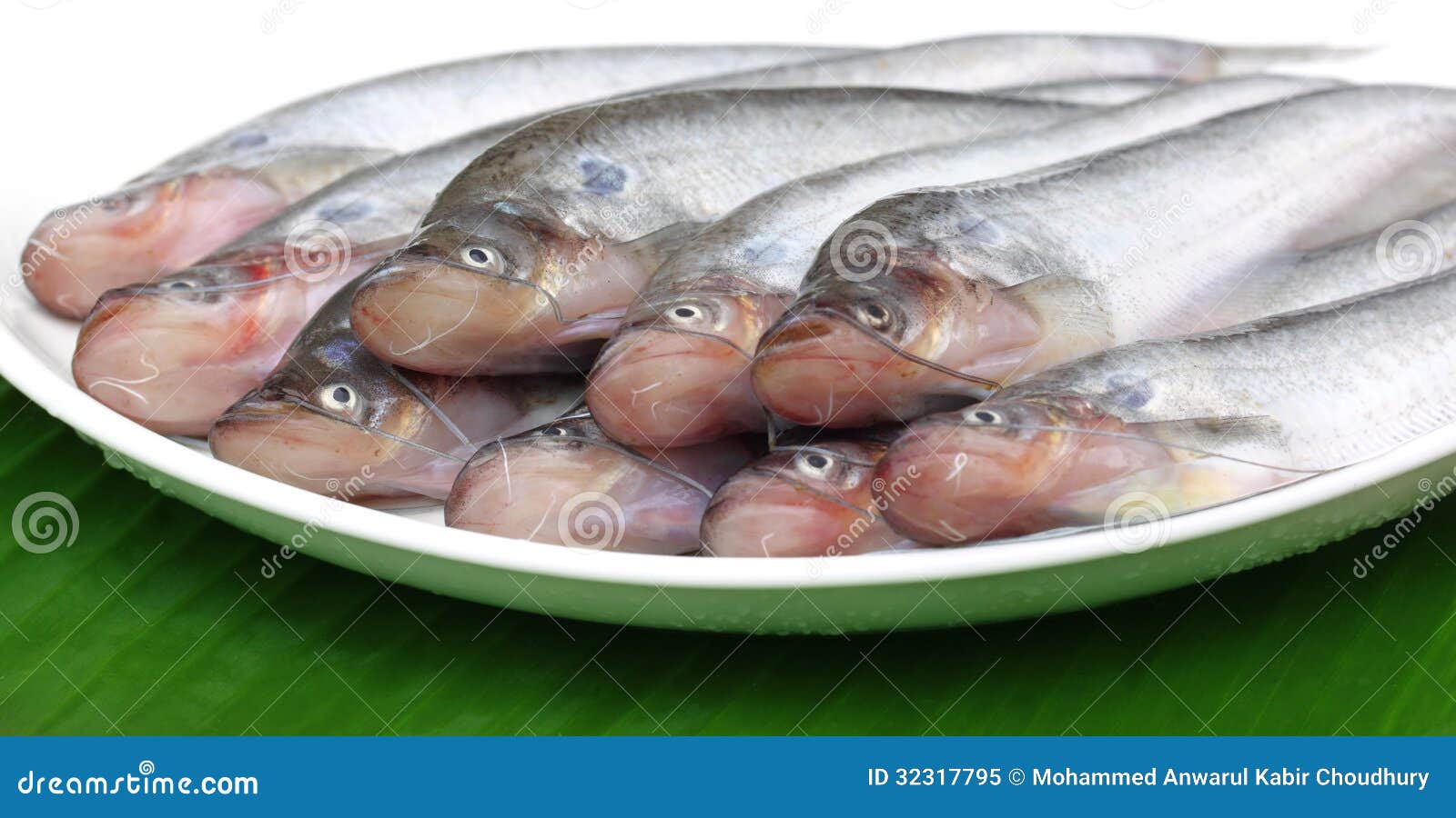 Fresh water Pabda fish stock image. Image of india, pabo - 32317795