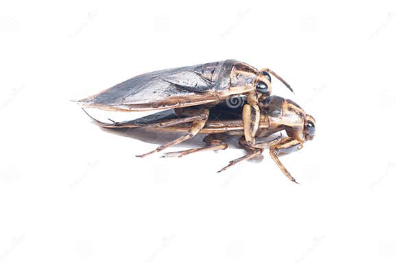 Fresh water pimp stock photo. Image of delicious, lunch - 52721222