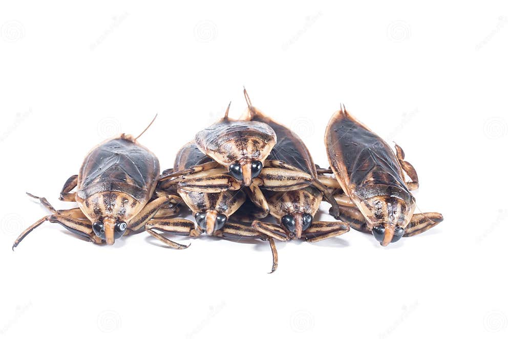 Fresh water pimp stock photo. Image of dried, crispy - 52722918