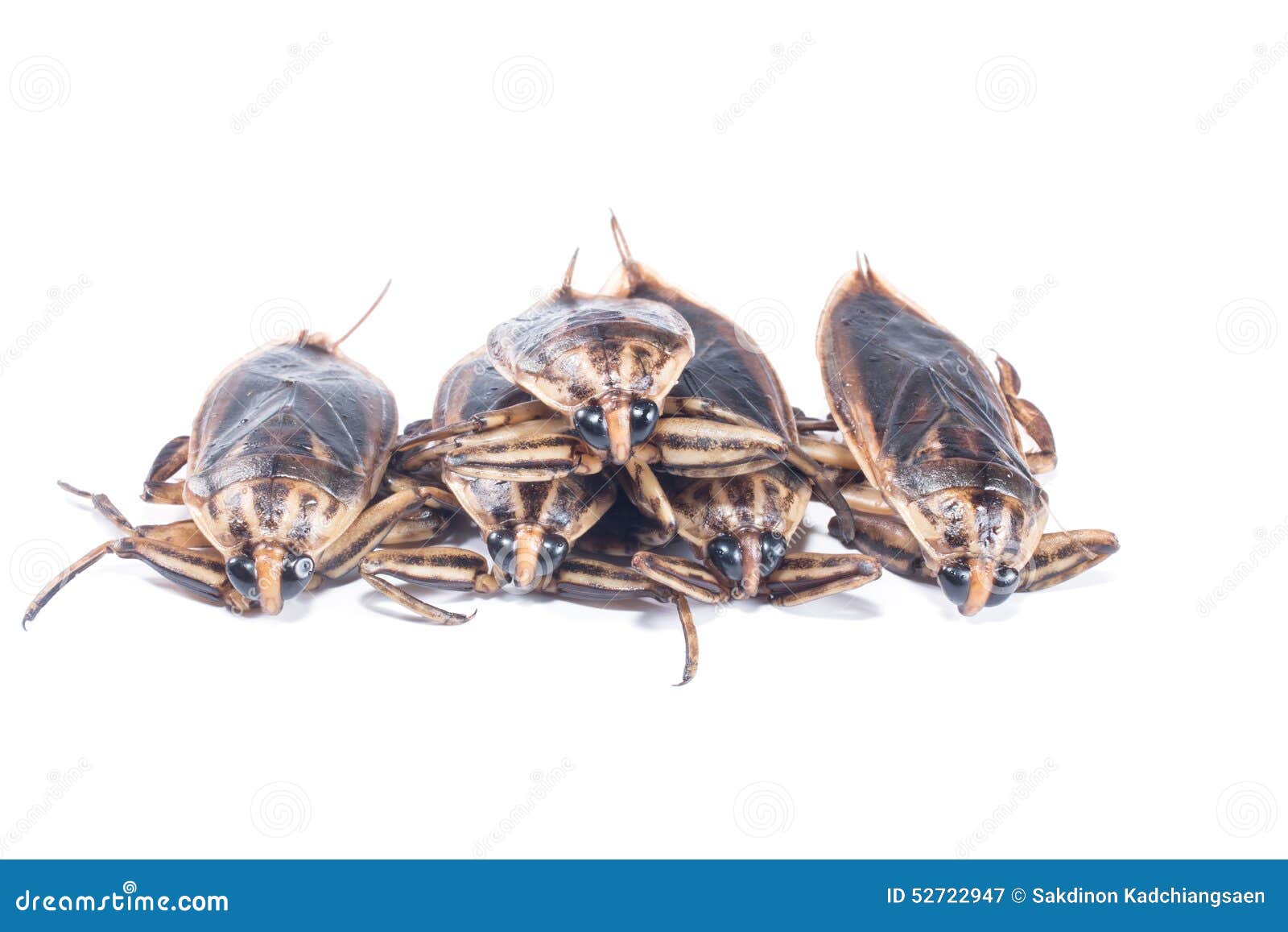 Fresh water pimp stock image. Image of earthworms, insects - 52722947