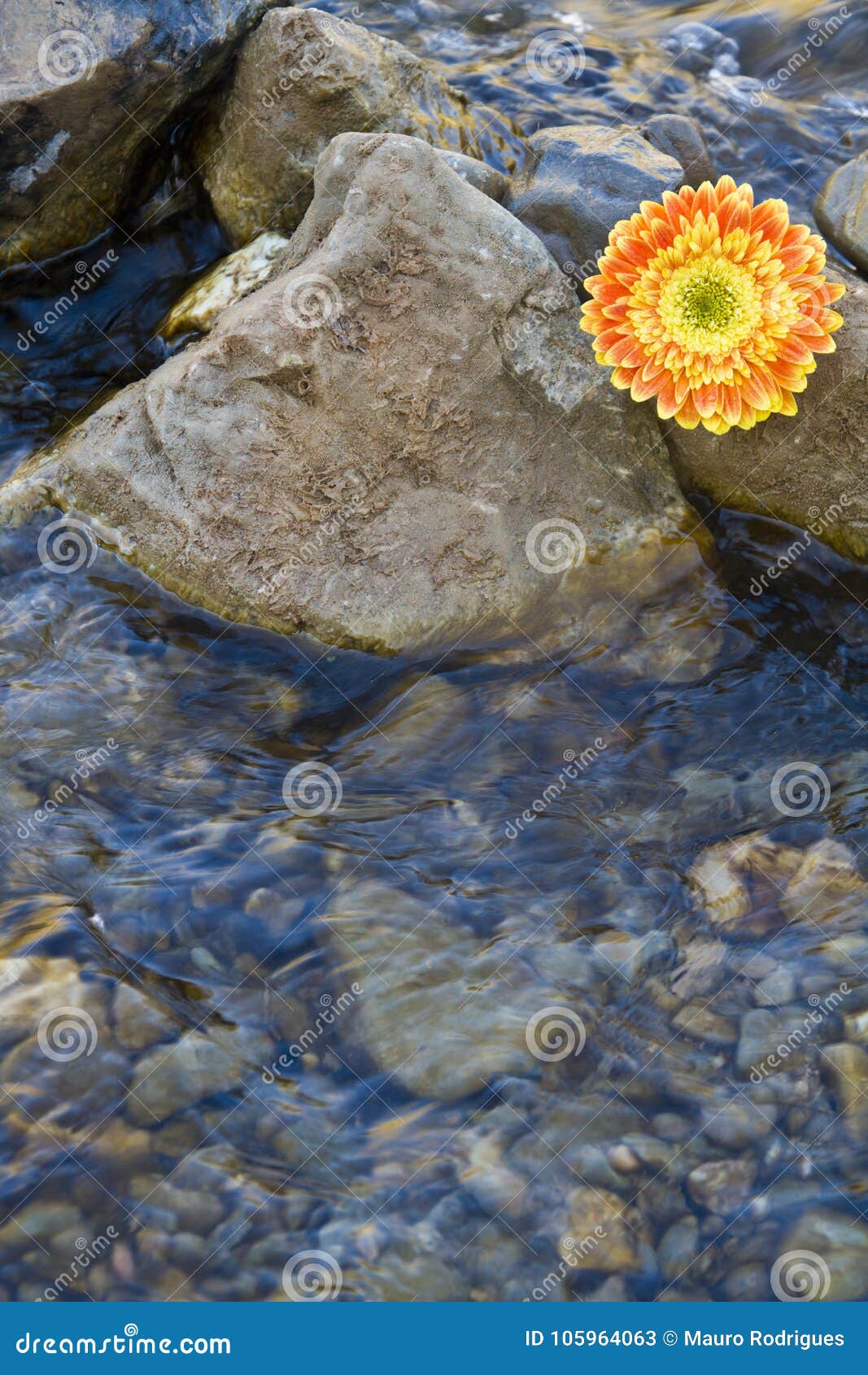 Fresh water of the river stock image. Image of fresh - 105964063