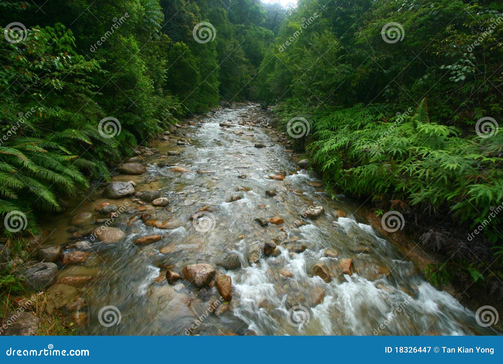 Fresh Water River in Forest. Stock Image - Image of rainforest, water ...