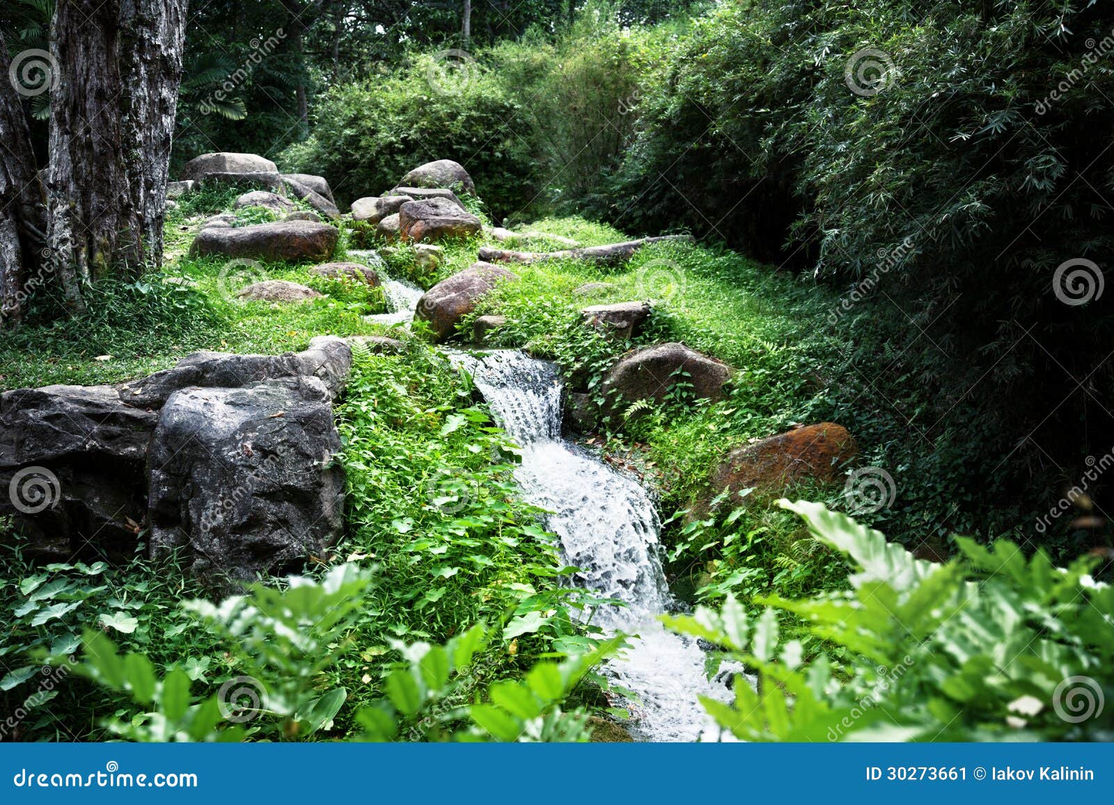 River in jungle stock image. Image of river, leaf, fluid - 30273661