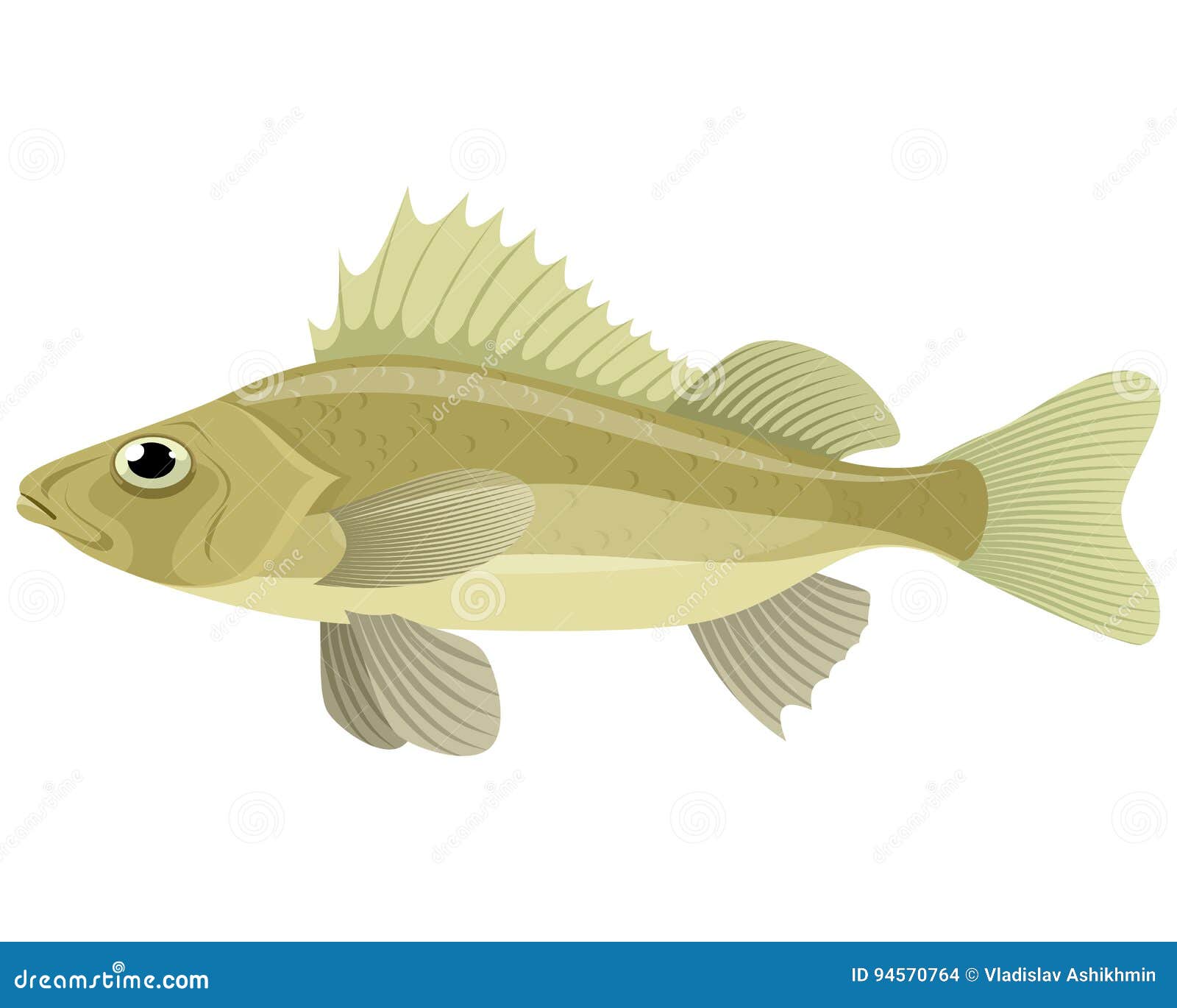 Fresh water ruff stock vector. Illustration of ruff, design - 94570764