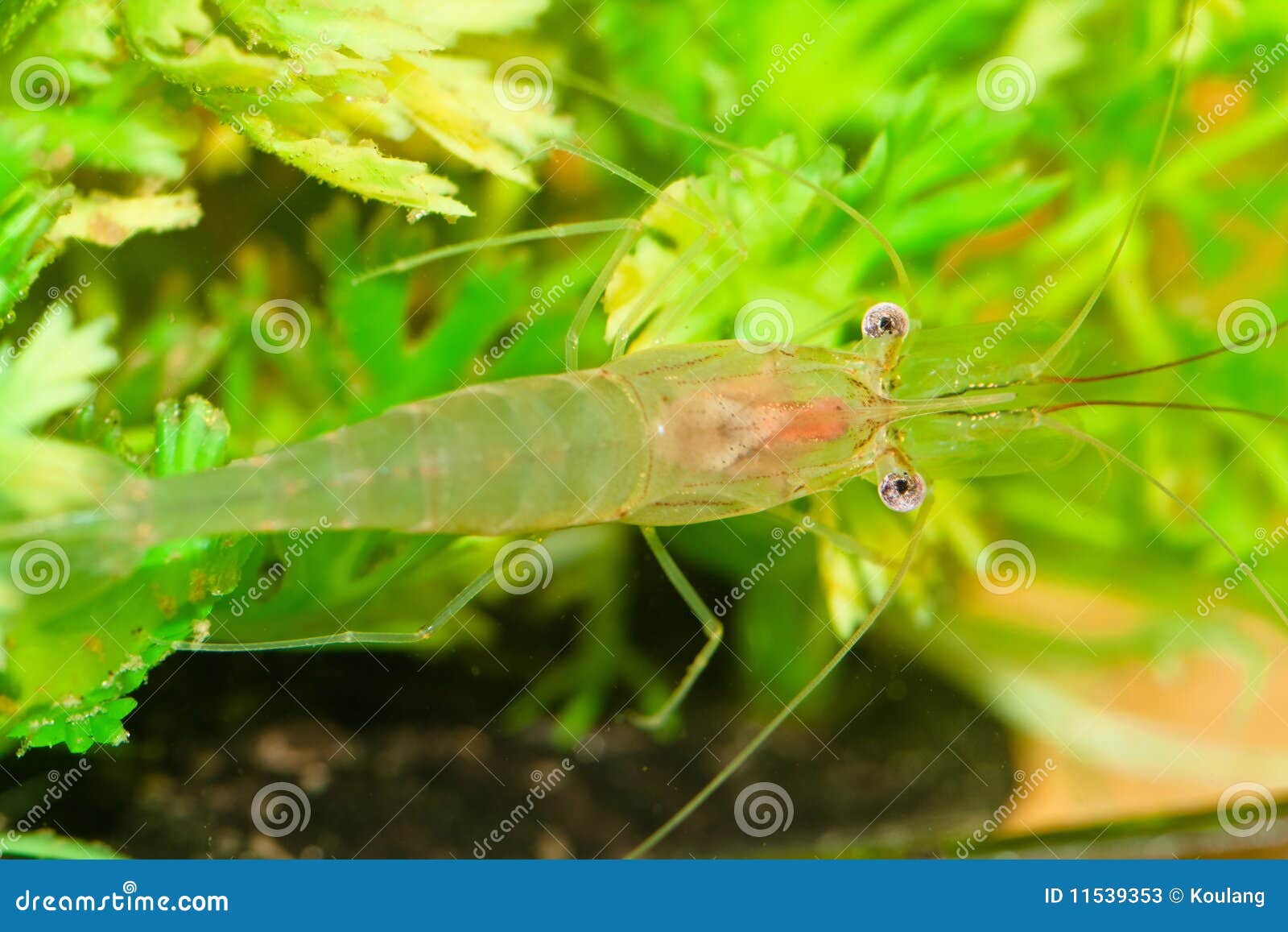 Fresh water shrimp stock image. Image of white, aquarium - 11539353