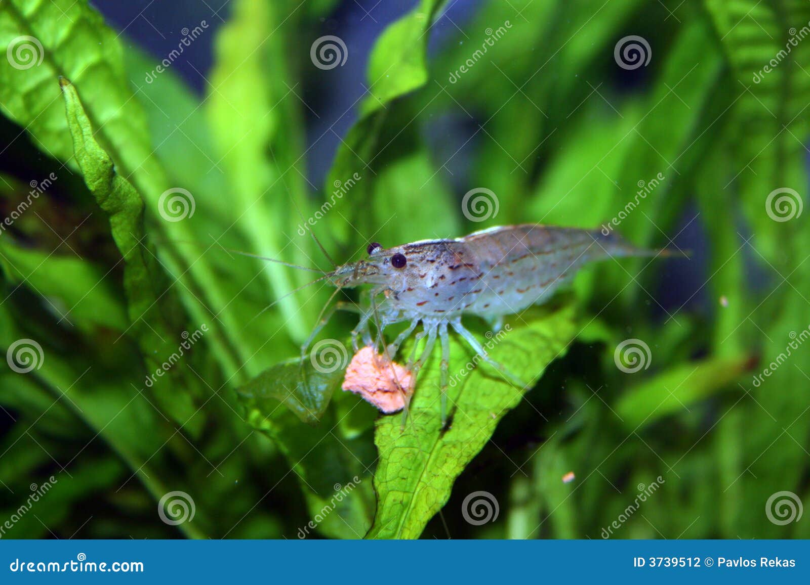 Fresh Water Shrimp in Aquarium Stock Photo - Image of aquarium, green ...