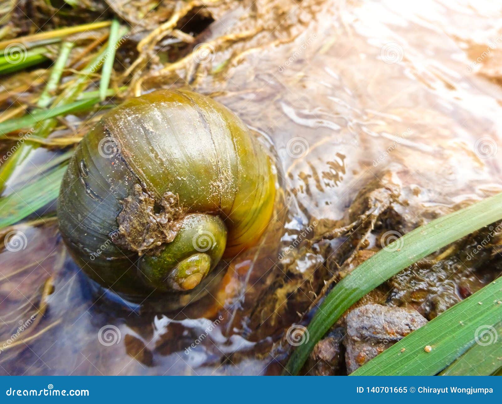Fresh Water Snail stock image. Image of natural, field - 140701665
