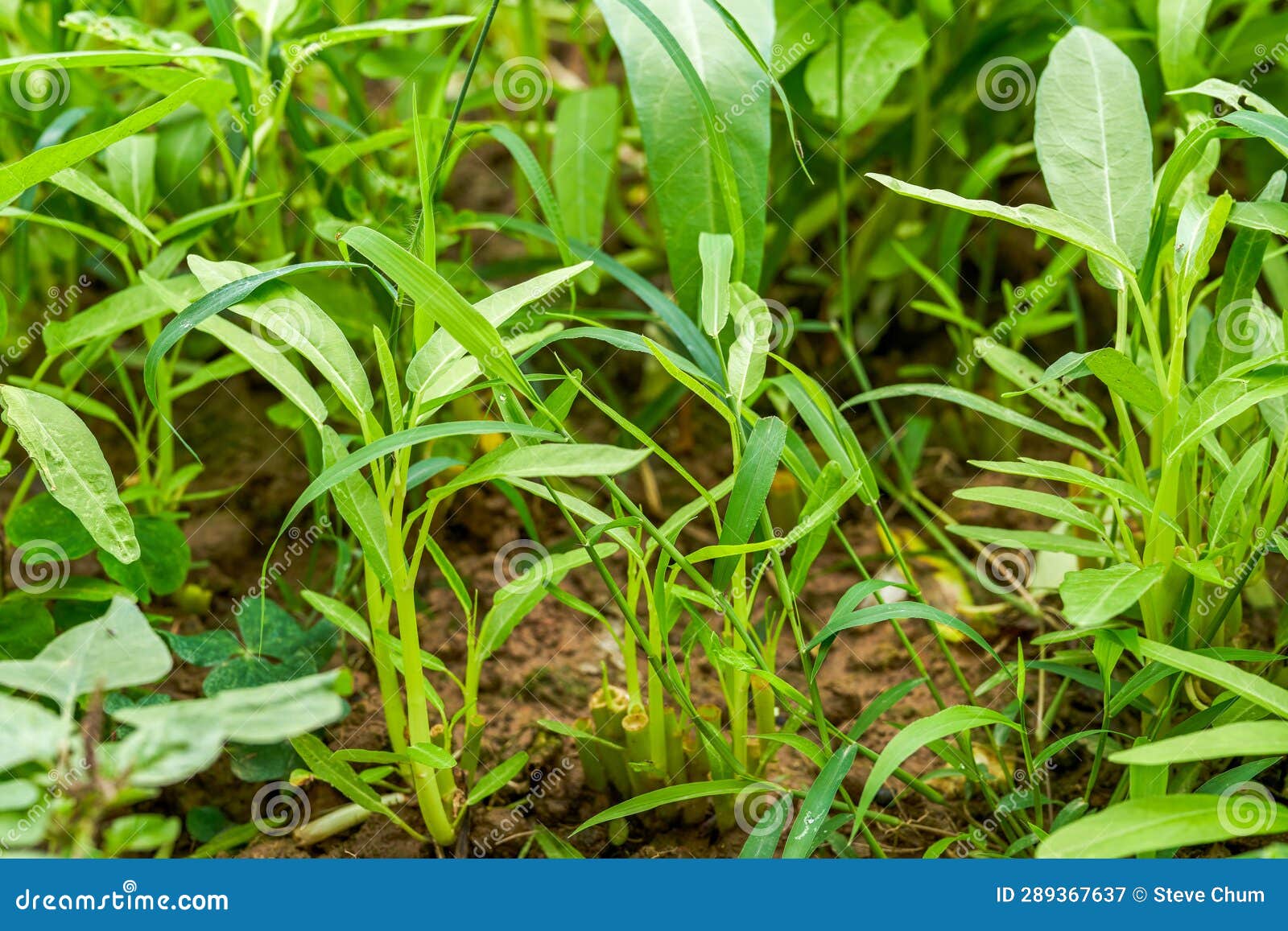 Fresh Water Spinach Grown in Farmland Stock Image - Image of shrub ...