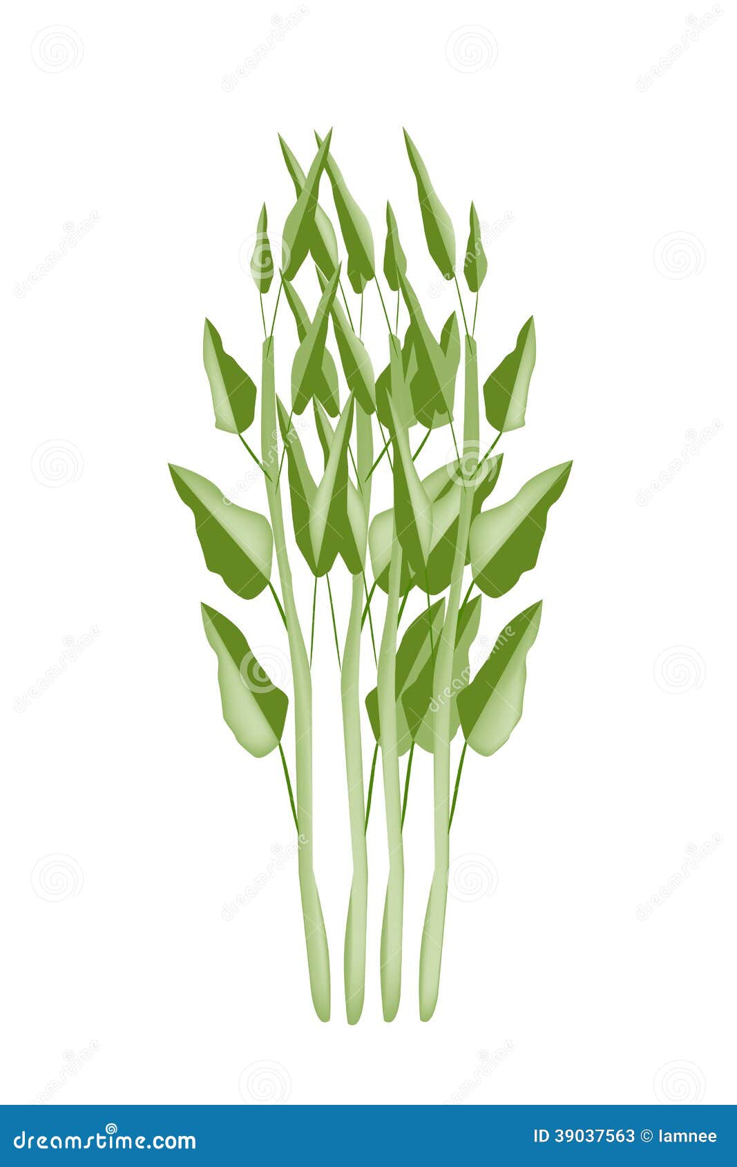Fresh Water Spinach On A White Background Stock Vector Illustration