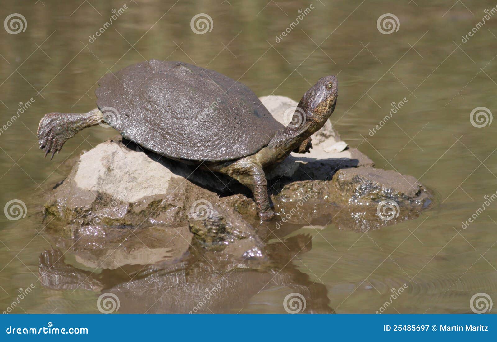 Fresh water turtle stock image. Image of manila, blooded - 25485697