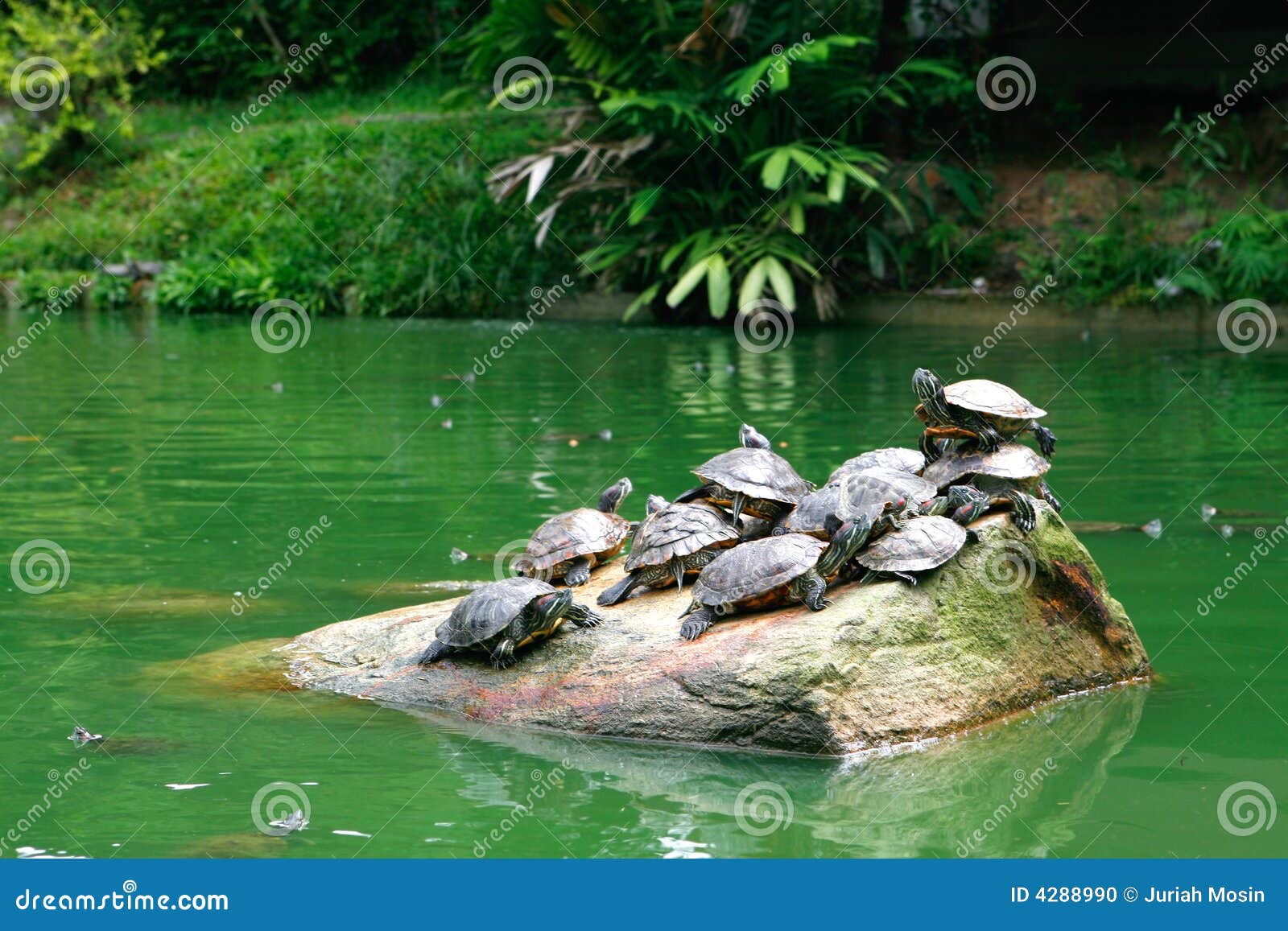 Fresh water turtle stock photo. Image of green, moss, animal - 4288990
