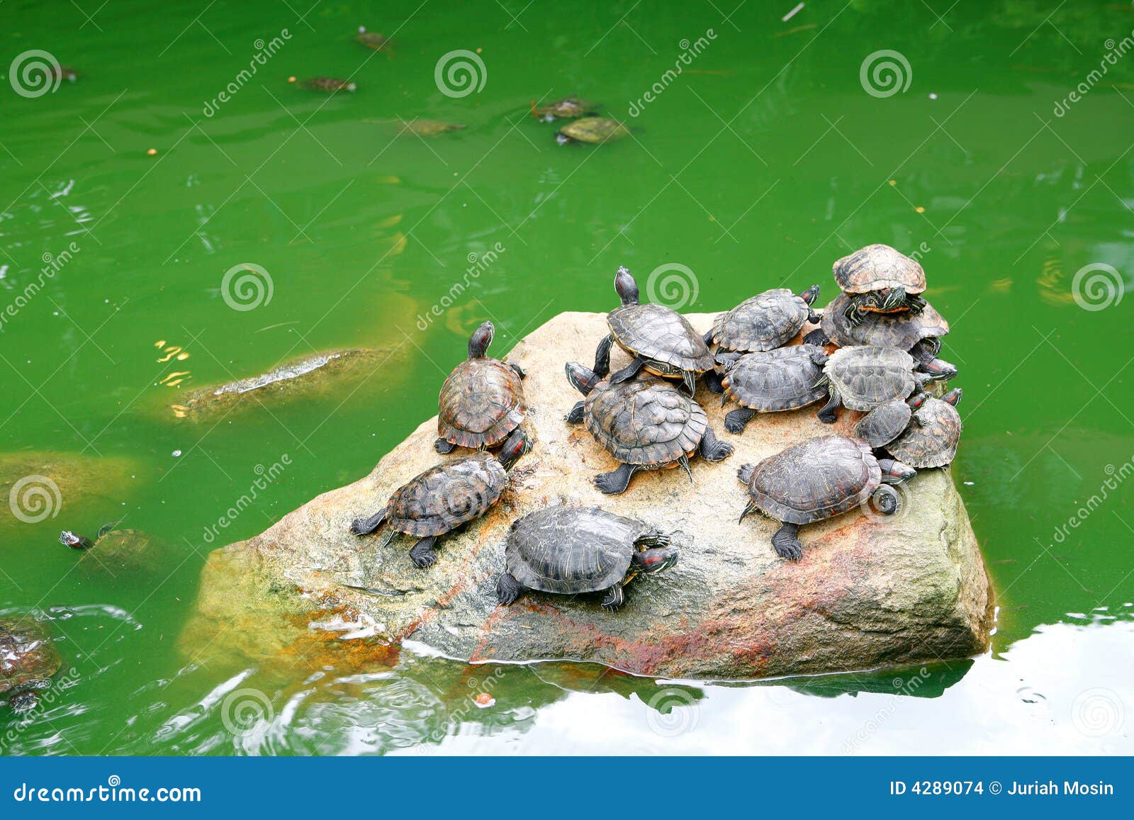 Fresh Water Turtle Basking in the Sun Stock Photo - Image of head, warm ...