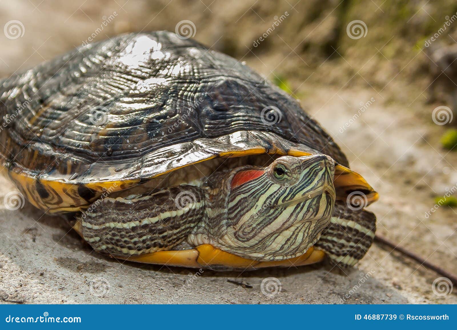 Fresh water turtle stock image. Image of turtle, closeup - 46887739