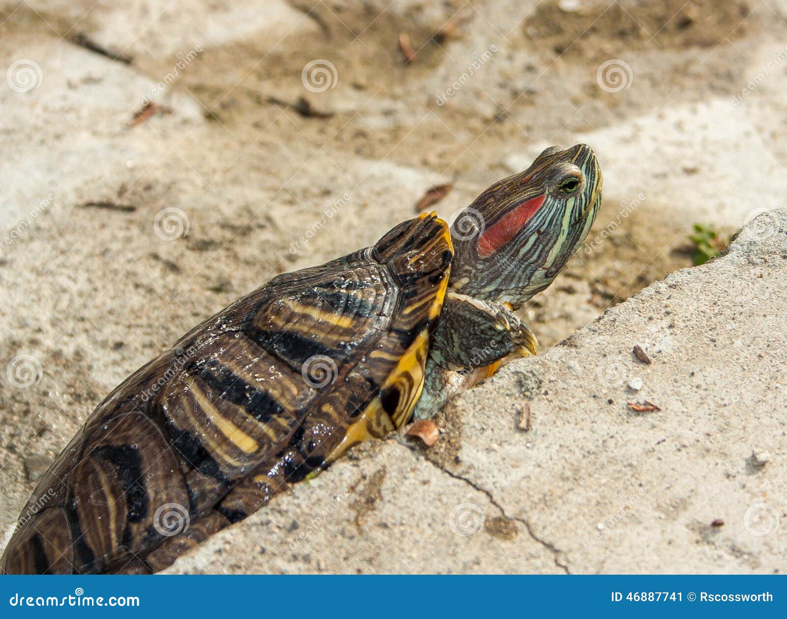 Fresh water turtle stock image. Image of animal, reptile - 46887741